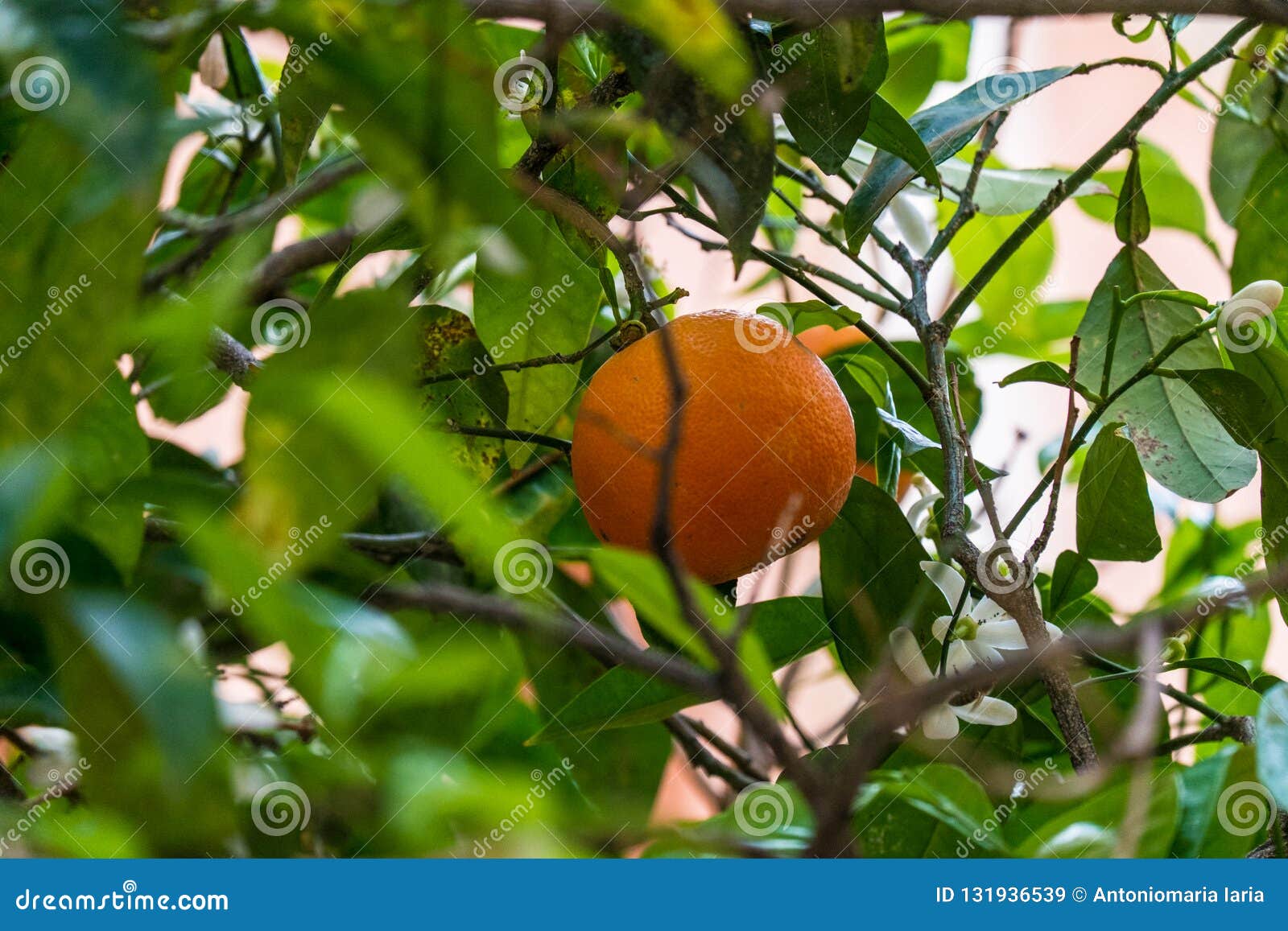 Bitter Orange Tree Flowers and Fruits Stock Image - Image of brunches ...