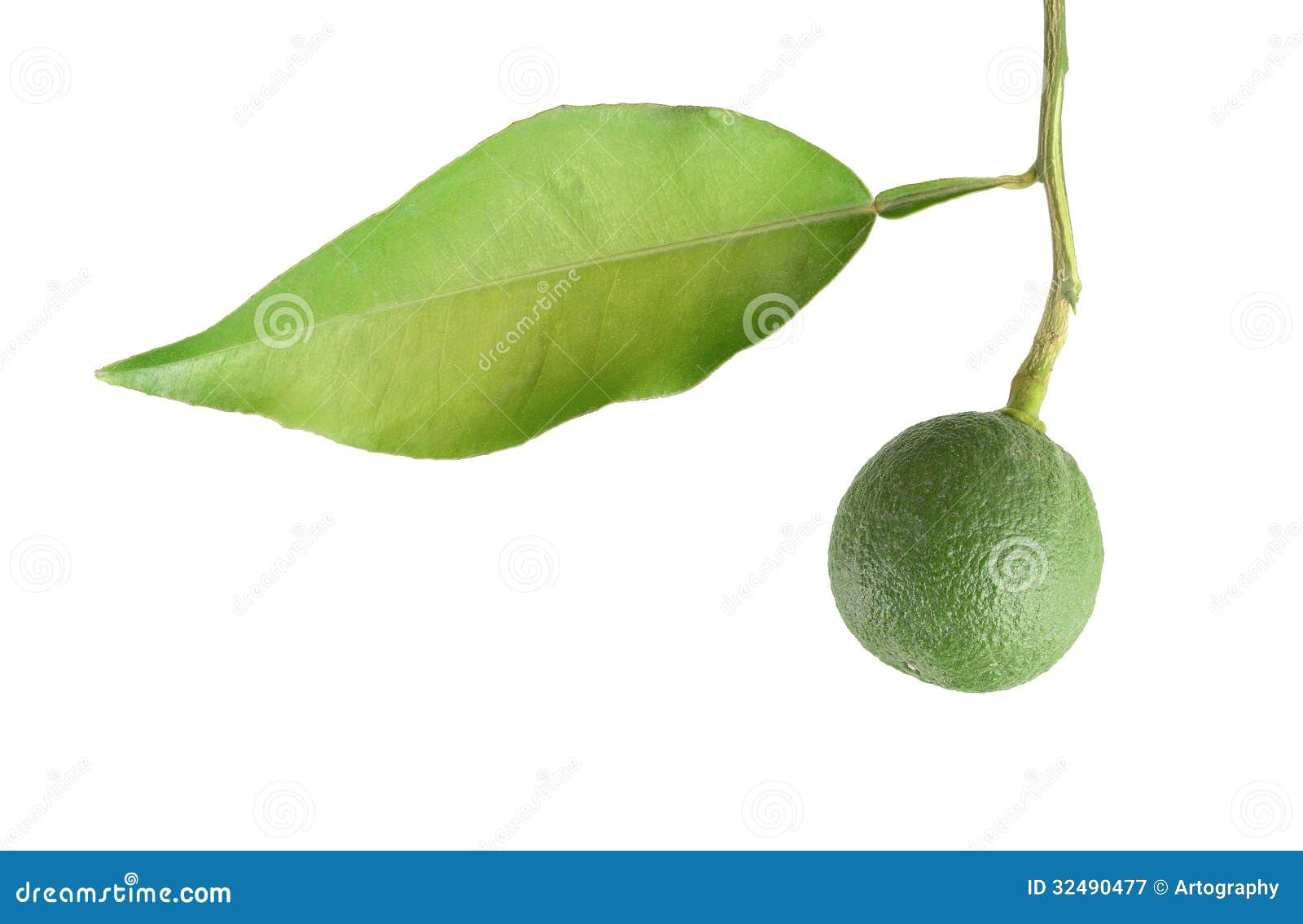 Bitter orange stock image. Image of close, path, branch - 32490477