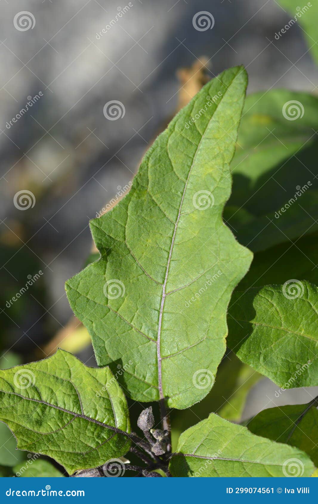 Bitter tomato stock image. Image of botany, scarlet - 299074561