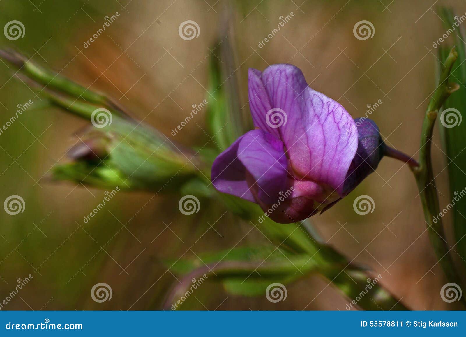 Bitter Vetch Flowers stock image. Image of three, fabaceae - 53578811
