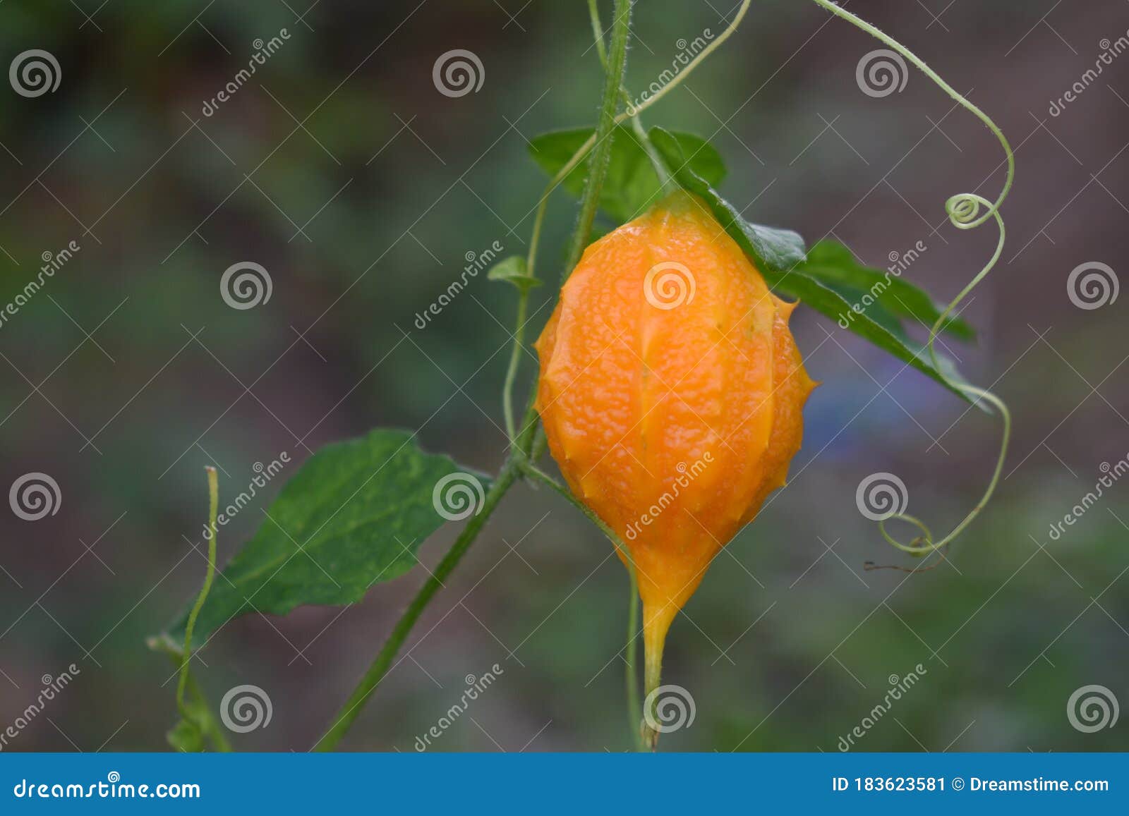 A bitter wild melon stock image. Image of rubber, catcher - 183623581