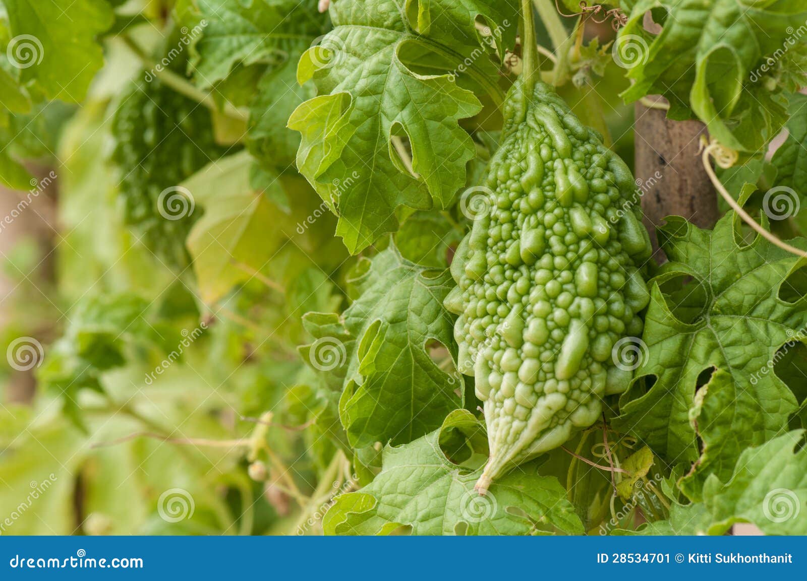 Bittere Komkommer stock afbeelding. Image of kruid, dieet - 28534701