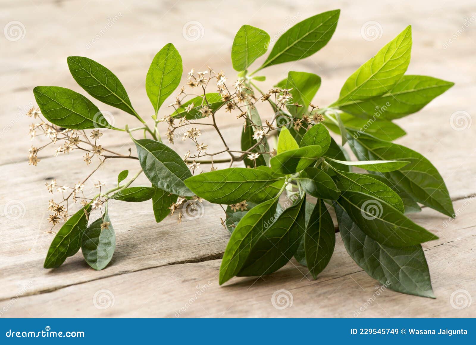 Bitterleaf Tree, Gymnanthemum Extensum Tree Royalty-Free Stock Photo ...