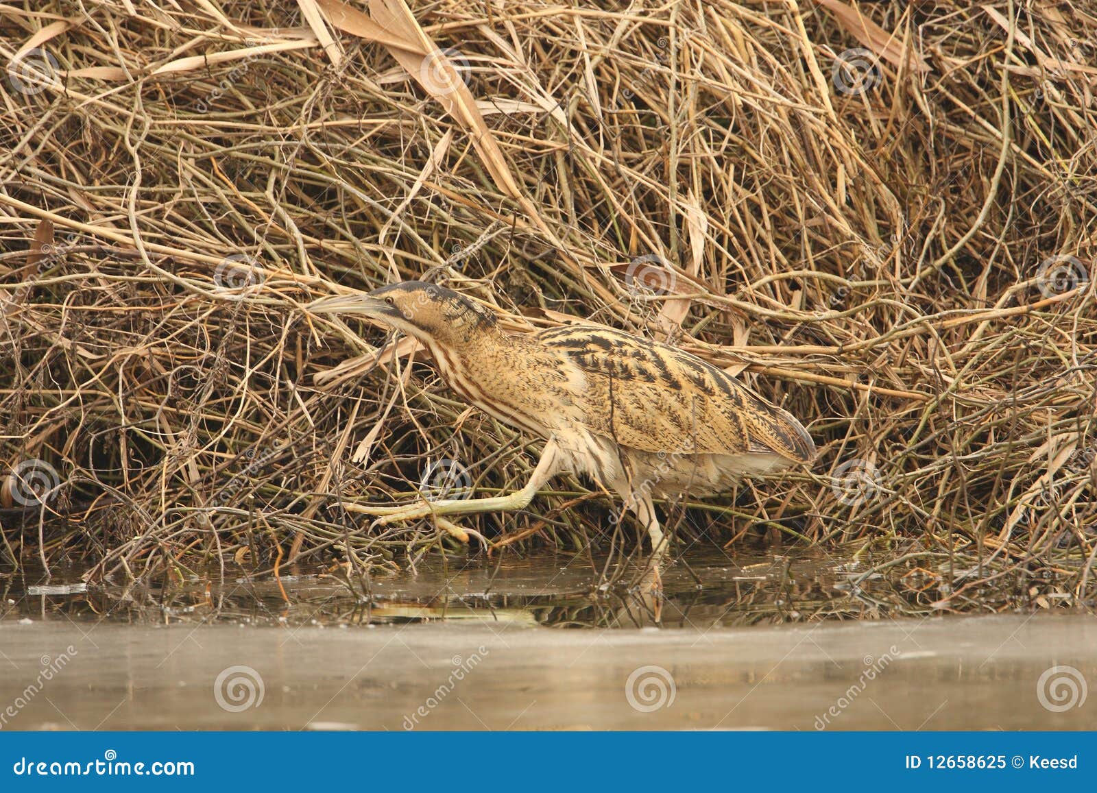Bittern stock image. Image of botaurus, wader, swamp - 12658625