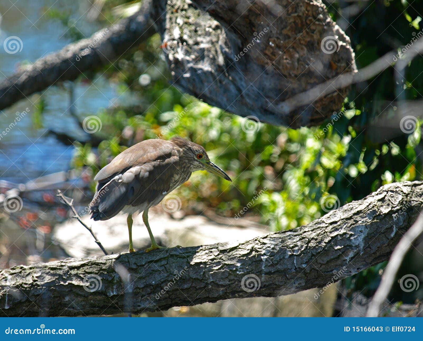 Bittern stock image. Image of marsh, avian, female, feathers - 15166043