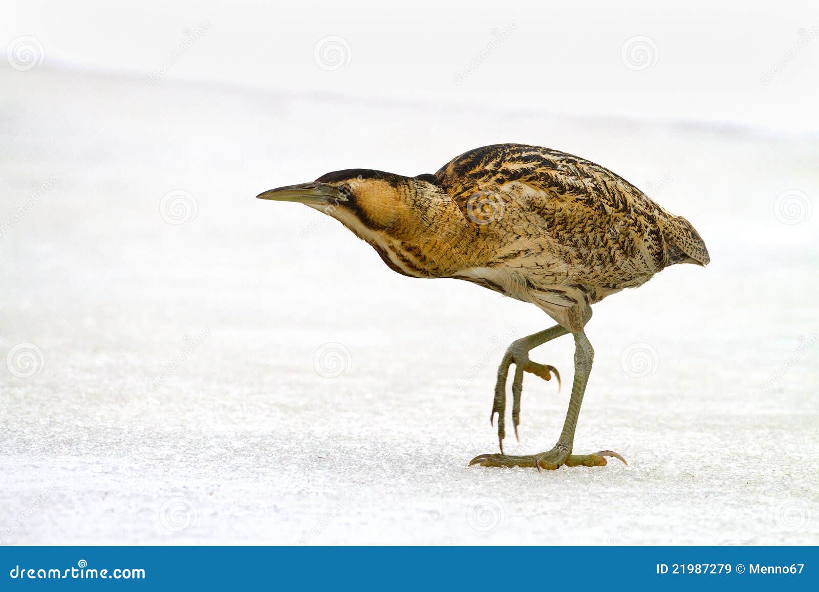 Bittern stock image. Image of neck, european, crane, beautiful - 21987279