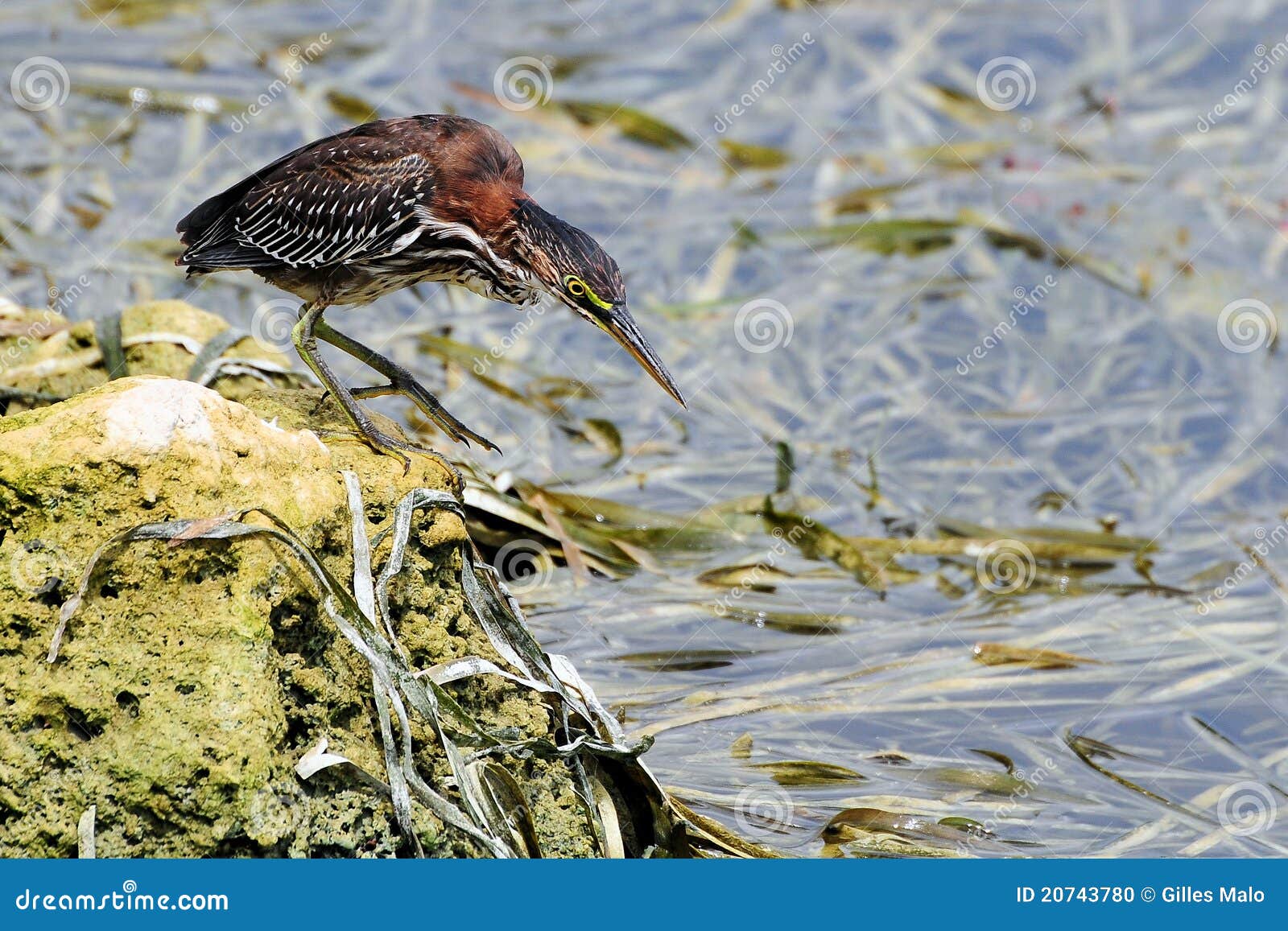 Bittern Bird stock photo. Image of beak, bittern, fish - 20743780