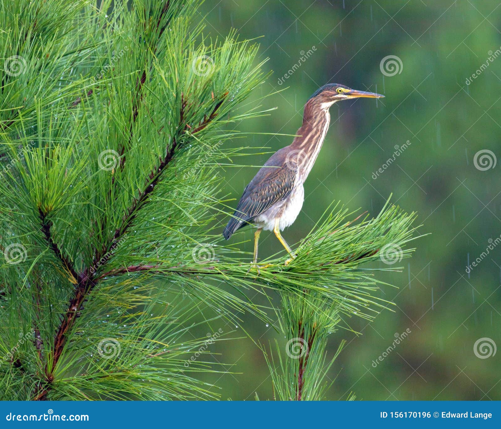 Bittern Bird Sits in a Pine Tree Stock Photo - Image of birds, animals ...
