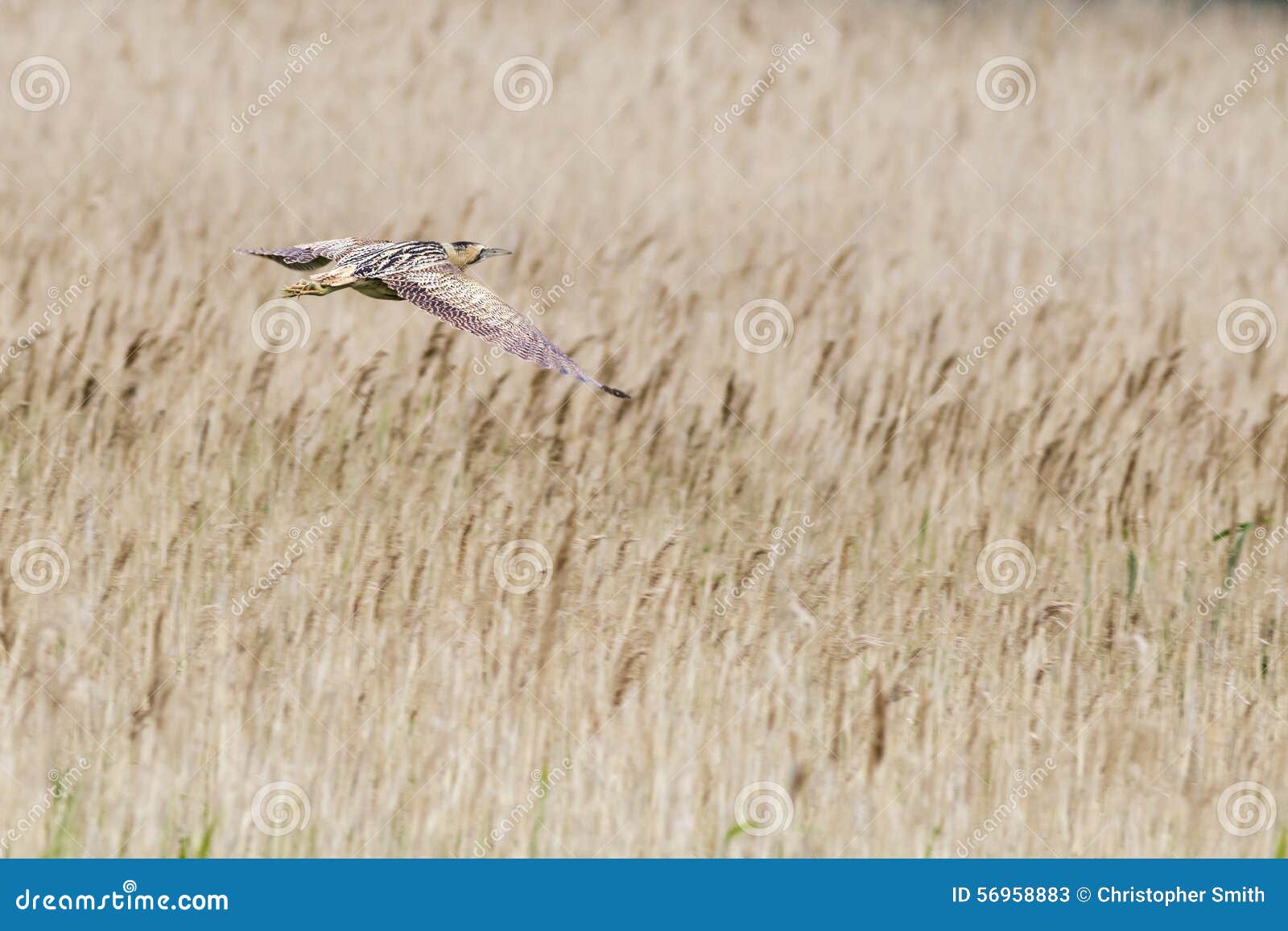 Bittern (Botaurus Stellaris) Stock Image - Image of reed, beautiful ...