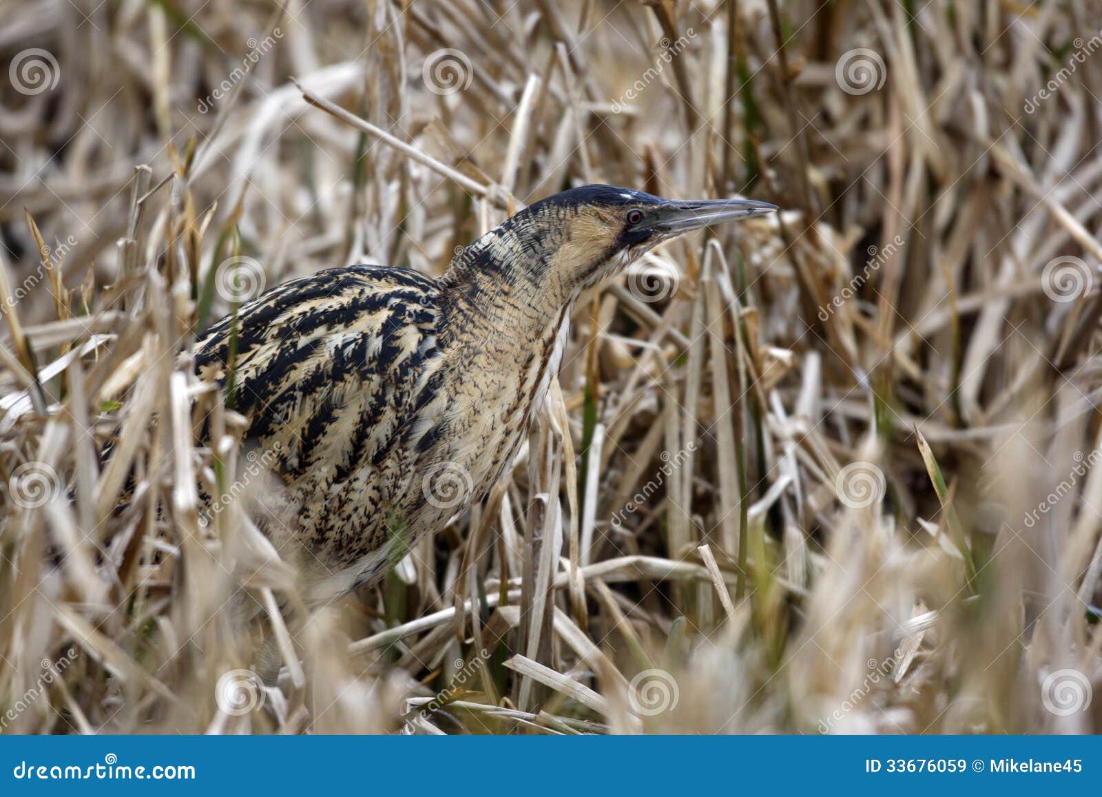Bittern, Botaurus Stellaris Stock Image - Image of british, nature ...