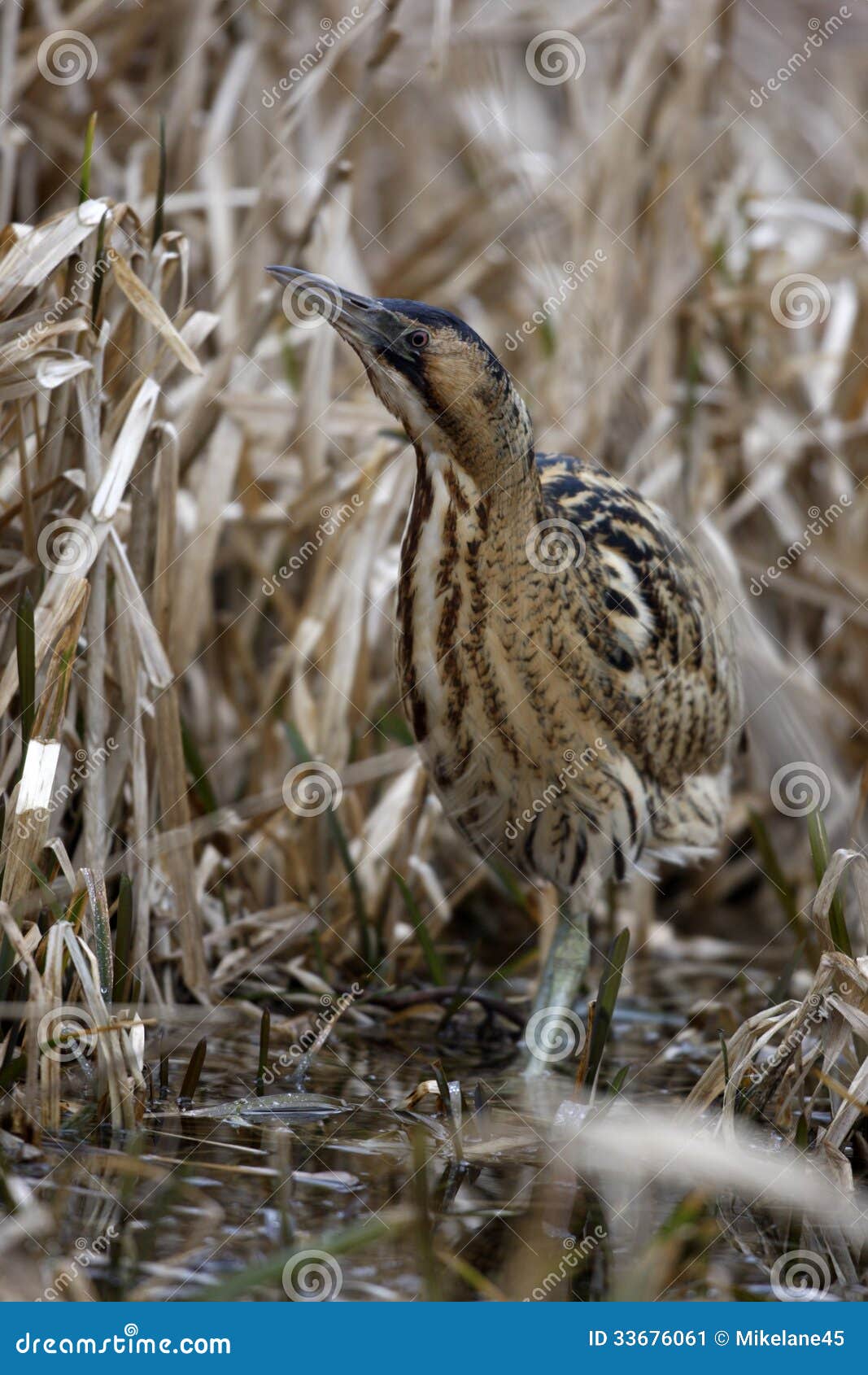 Bittern, Botaurus Stellaris Stock Image - Image of botaurus, marsh ...