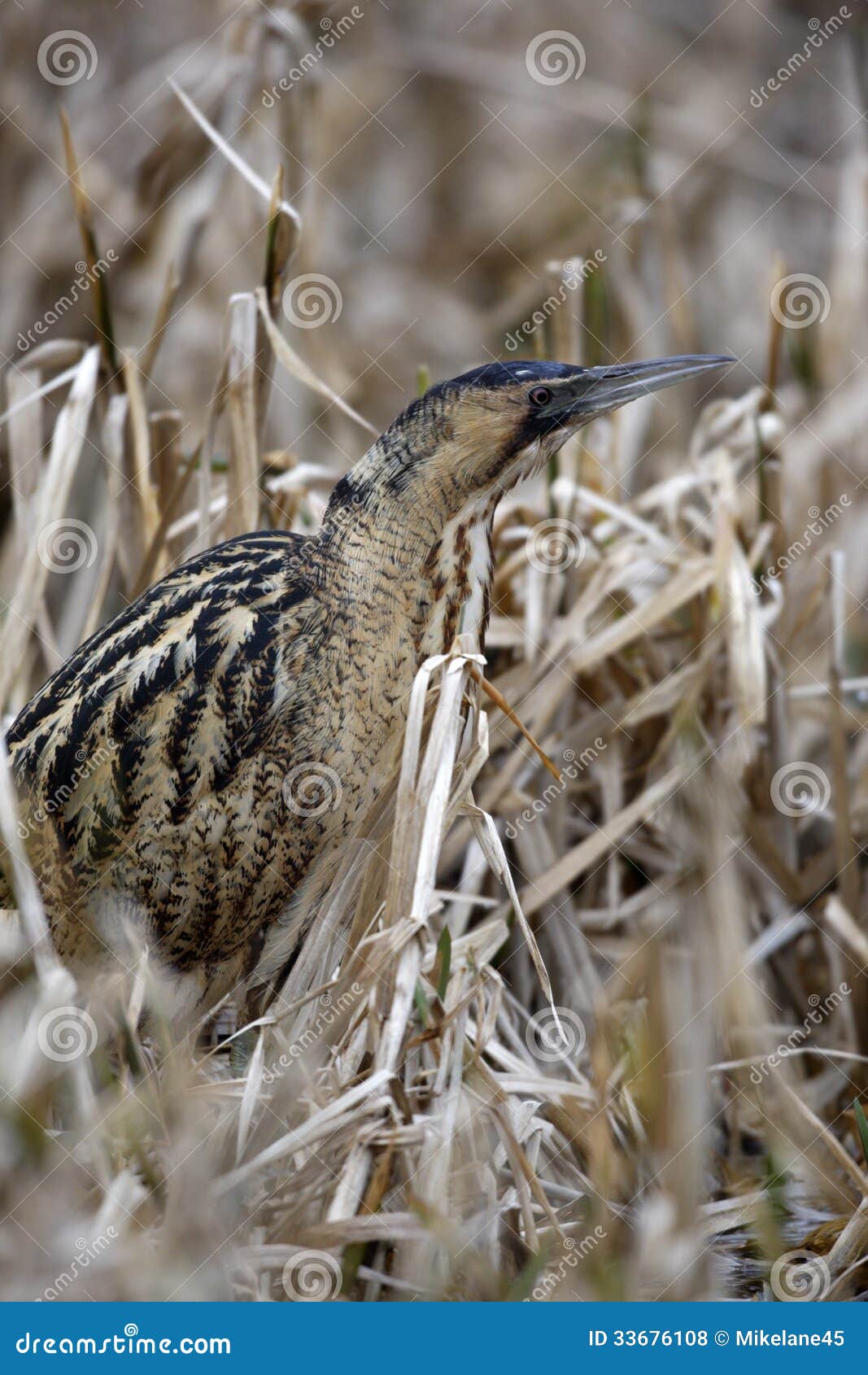 Bittern, Botaurus Stellaris Stock Photo - Image of britain, wildlife ...