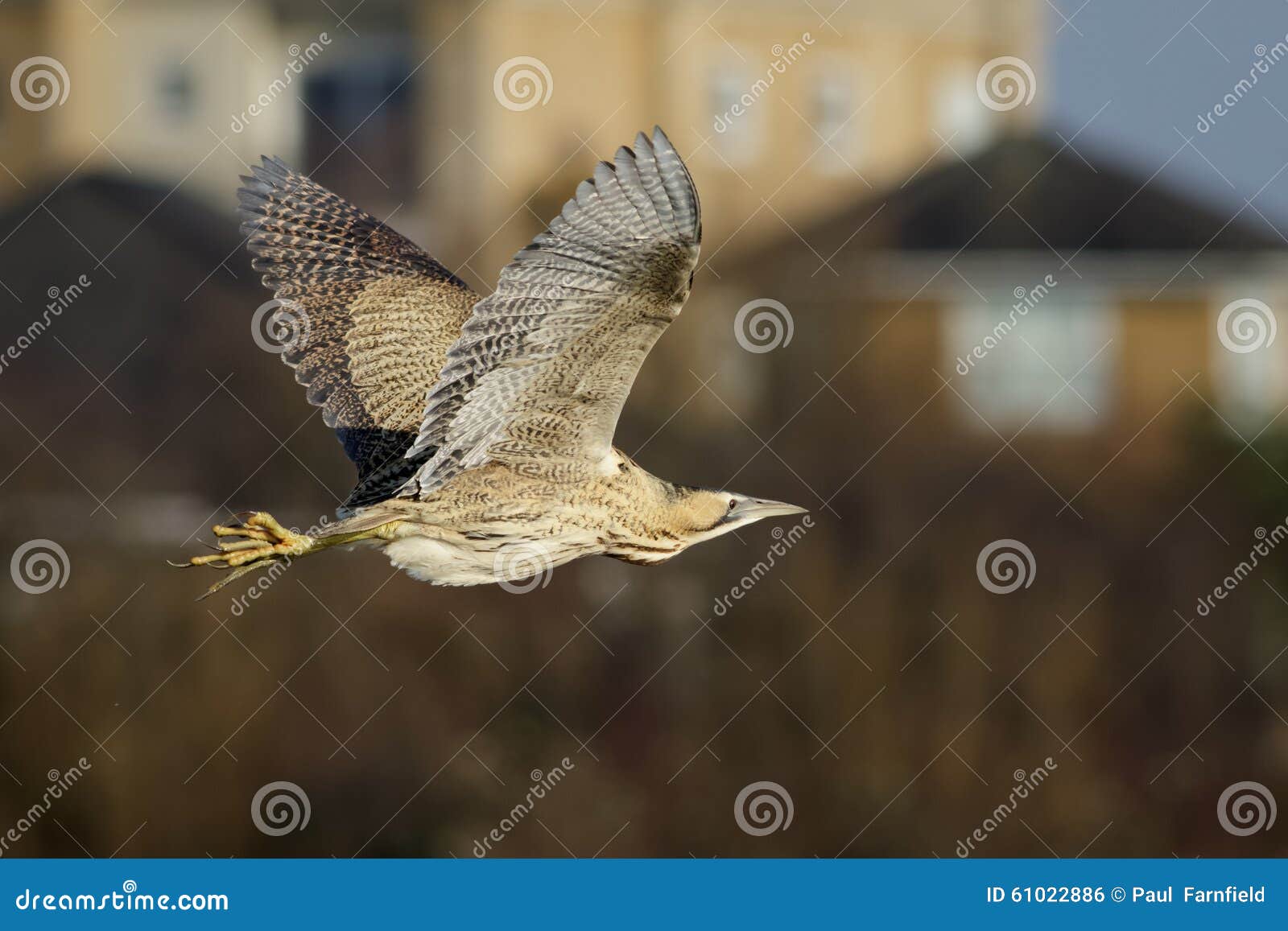 Bittern stock photo. Image of stellaris, flying, eurasian - 61022886