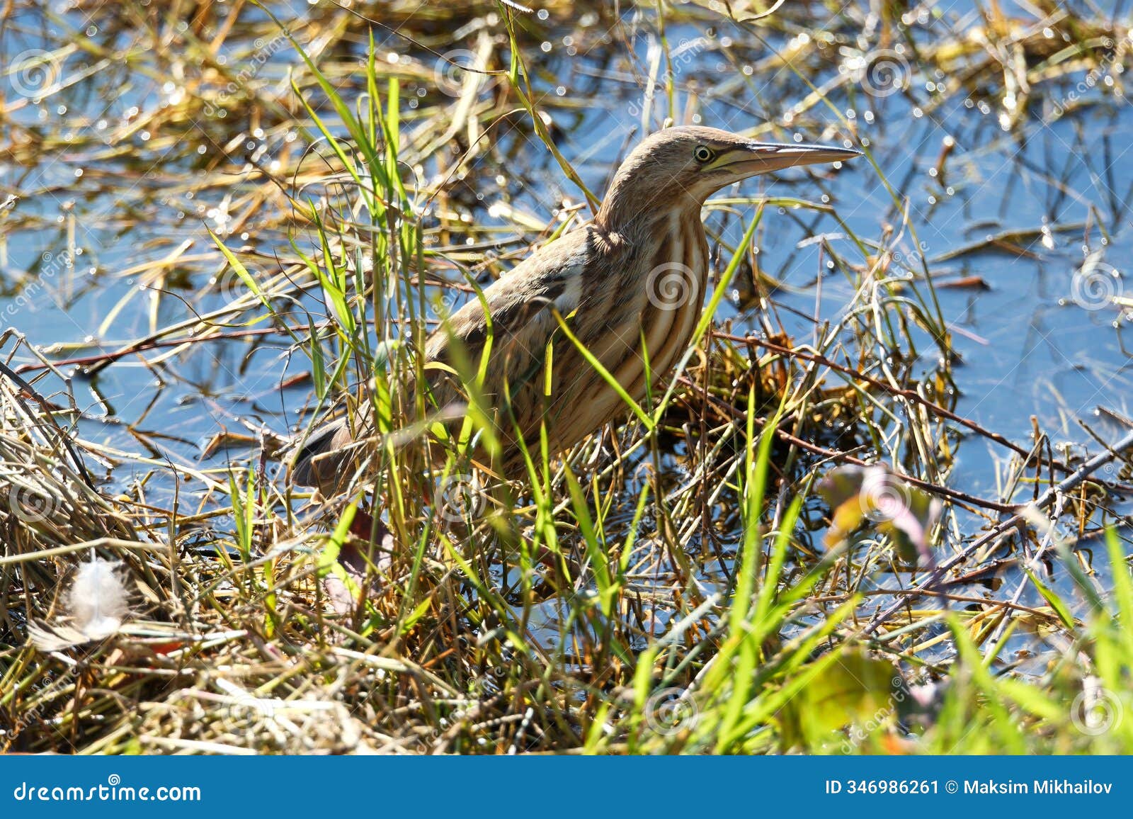 Bittern on the lake. stock image. Image of little, minutus - 346986261