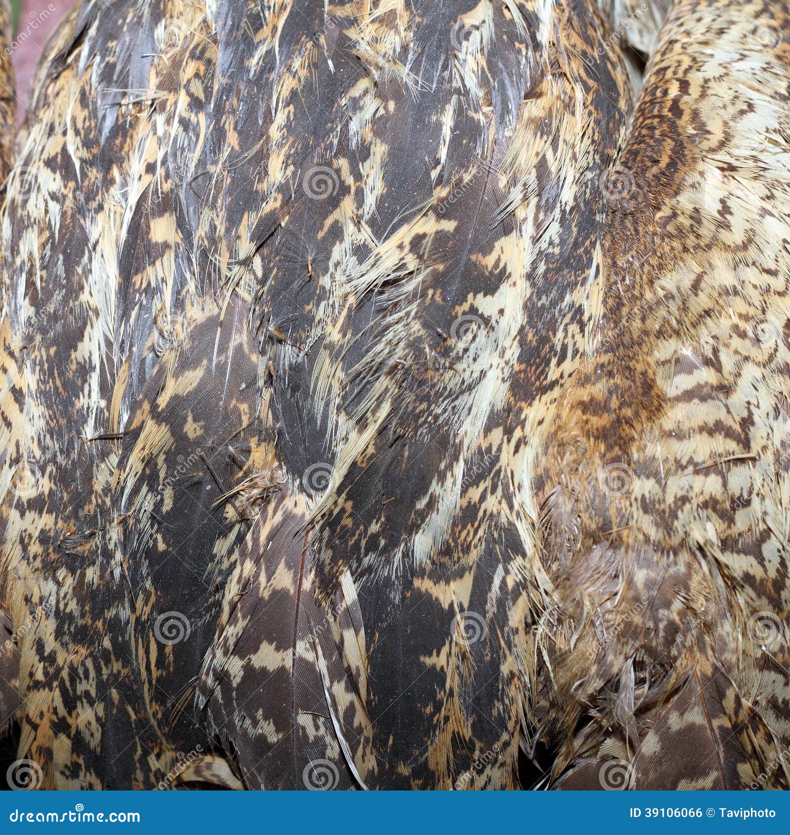 Bittern plumage stock photo. Image of heron, animal, birding - 39106066