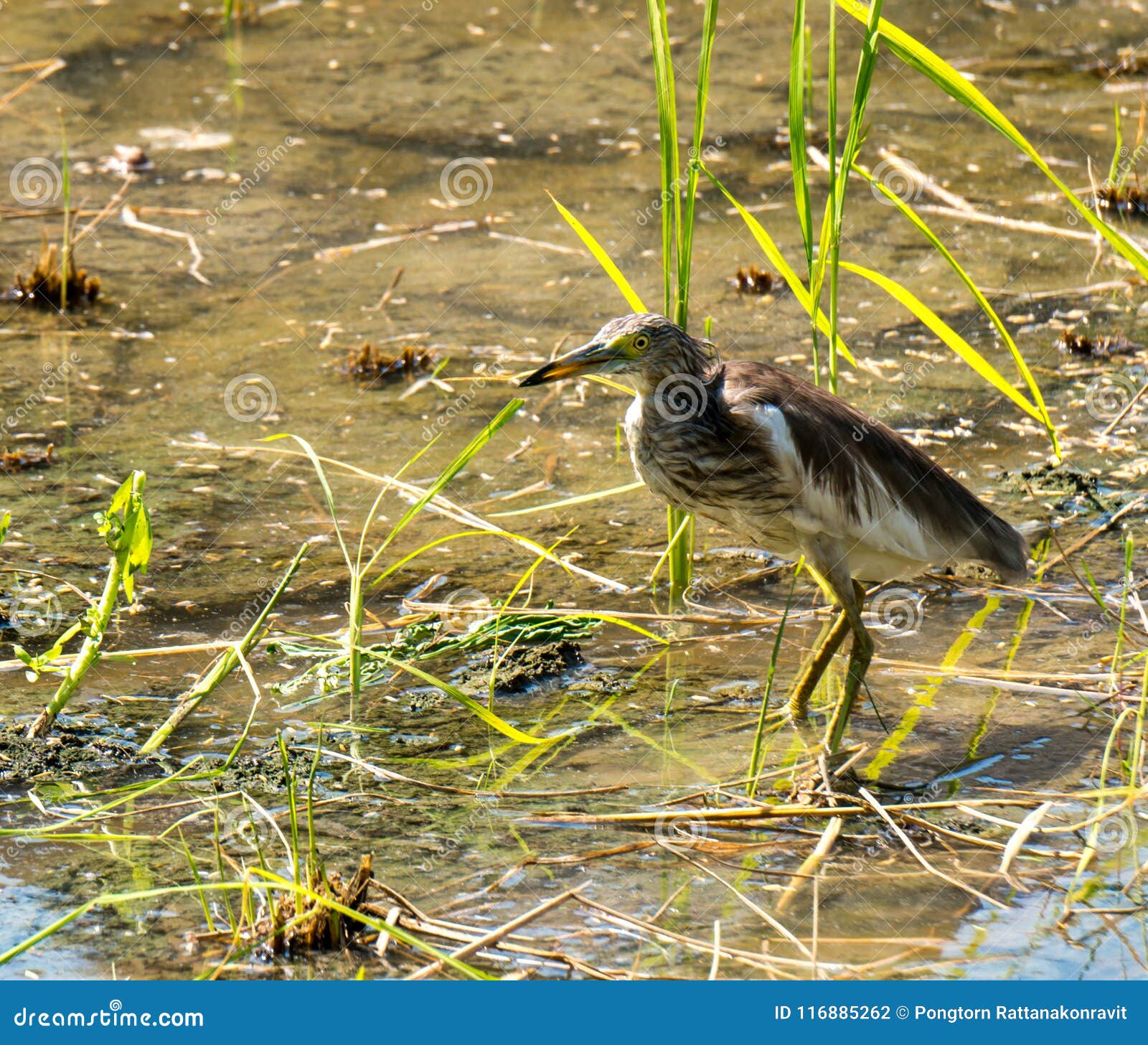 Bittern in the rice field stock photo. Image of grass - 116885262