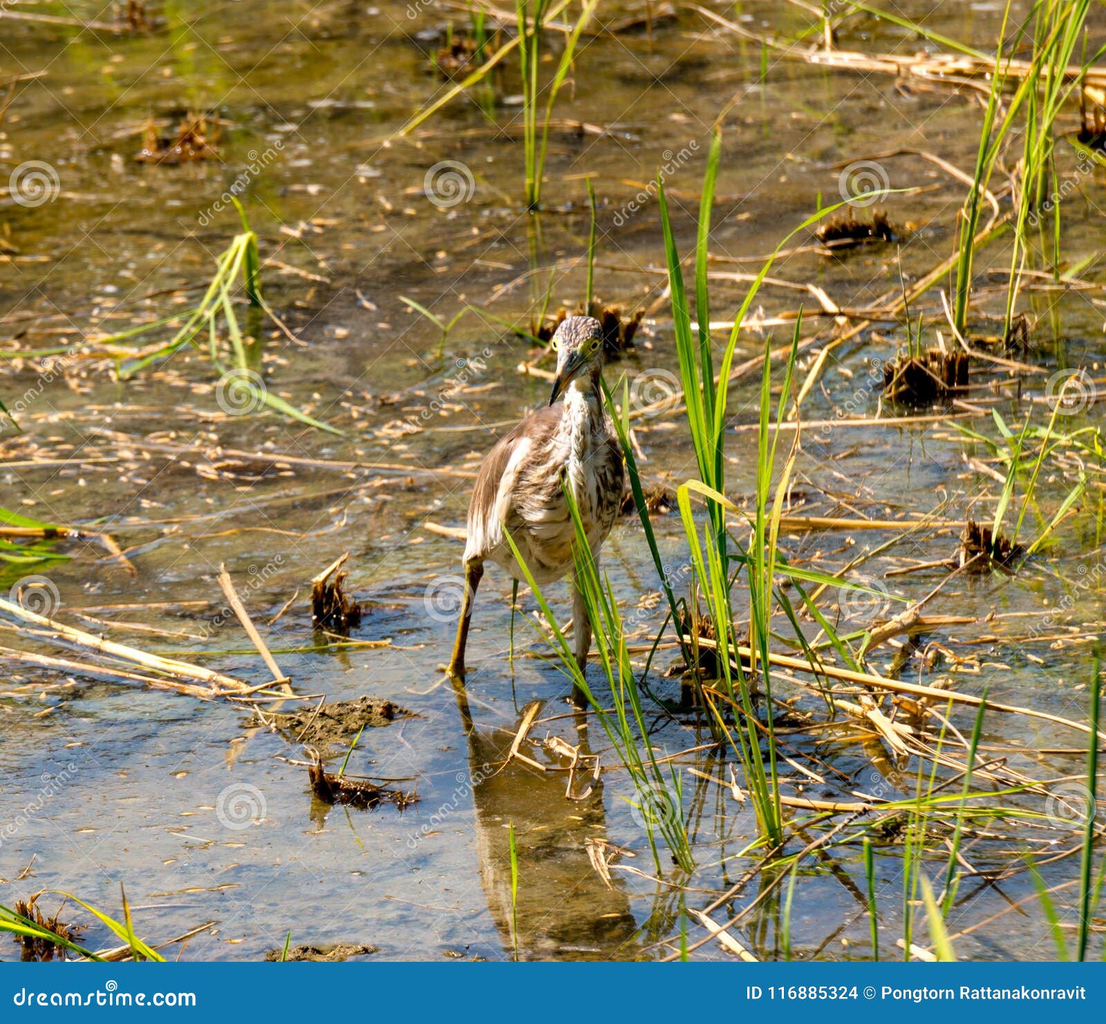 Bittern in the rice field stock photo. Image of closeup - 116885324