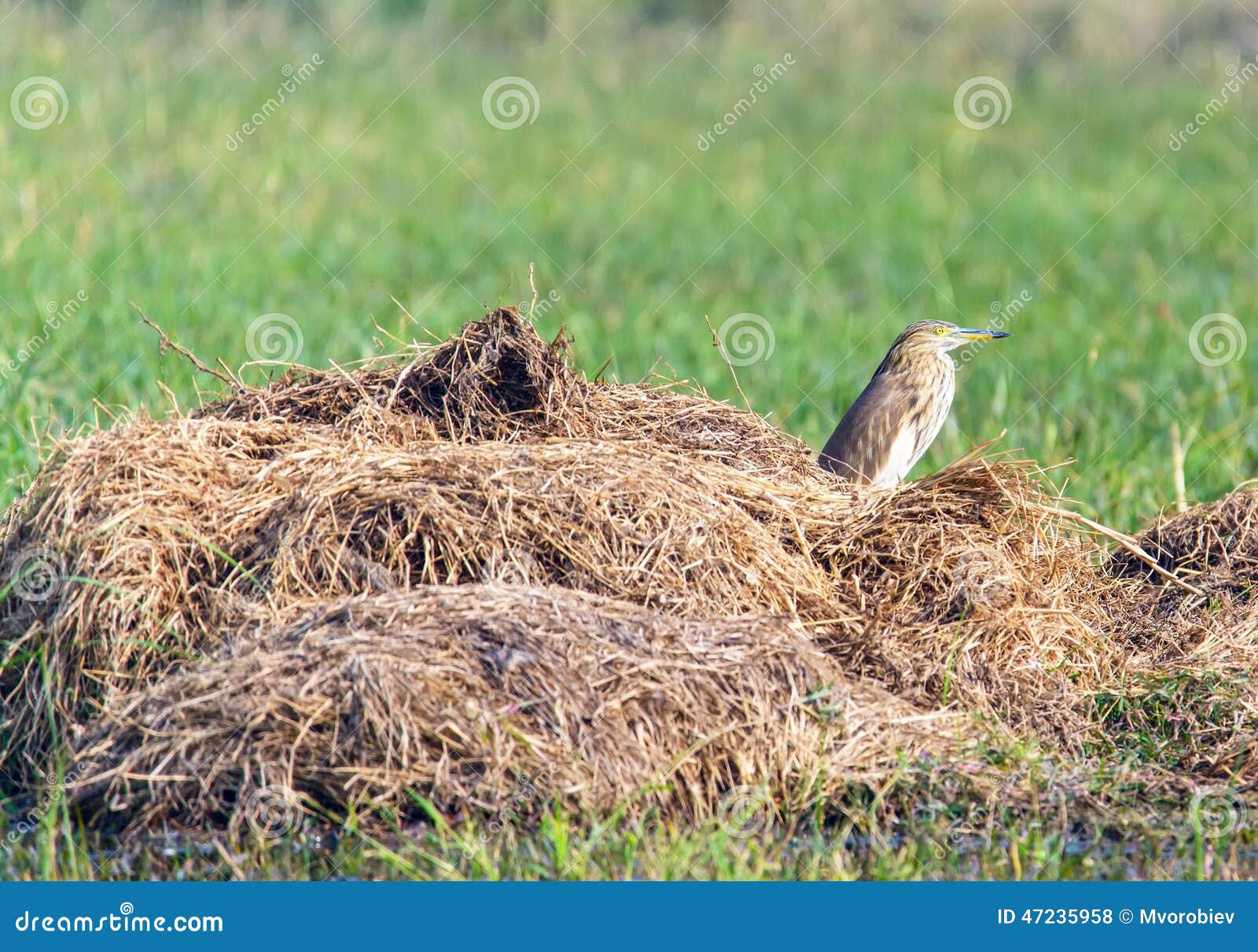 Bittern Sitting in a Haystack Stock Photo - Image of sanctuary ...