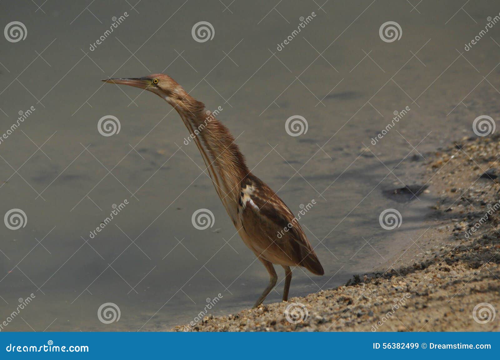 Bittern in Thailand stock image. Image of beautiful, cool - 56382499