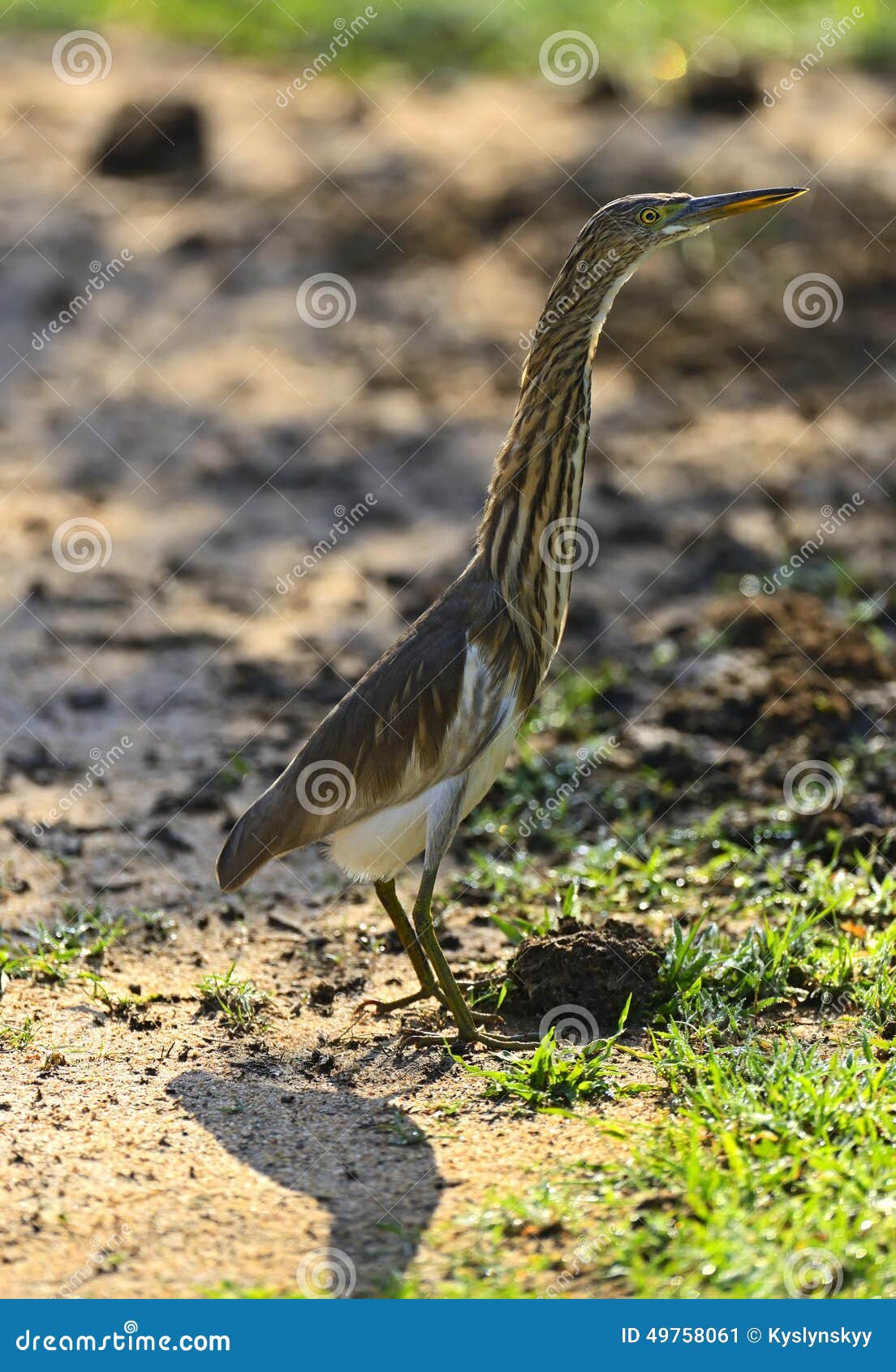 Bittern stock image. Image of animal, tropical, india - 49758061