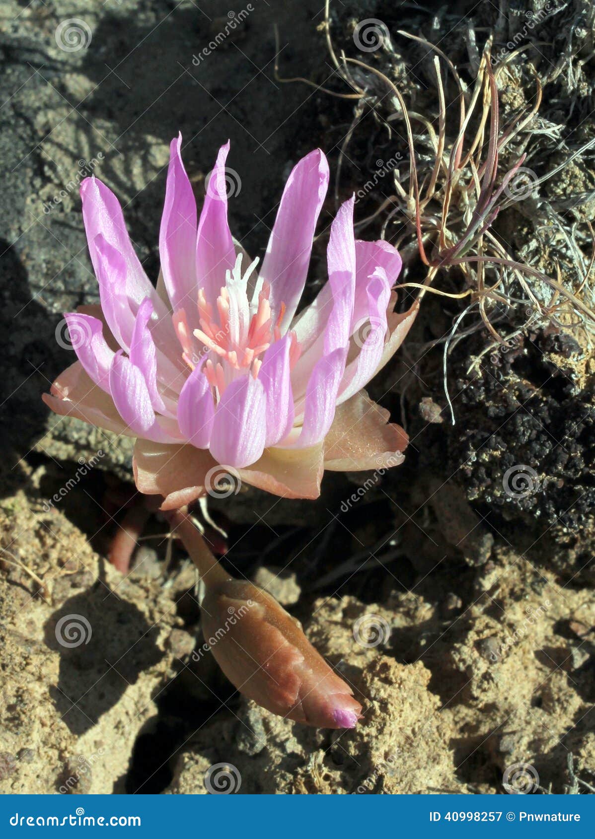 Bitterroot - Lewisia Rediviva Stock Image - Image of outdoors, desert ...