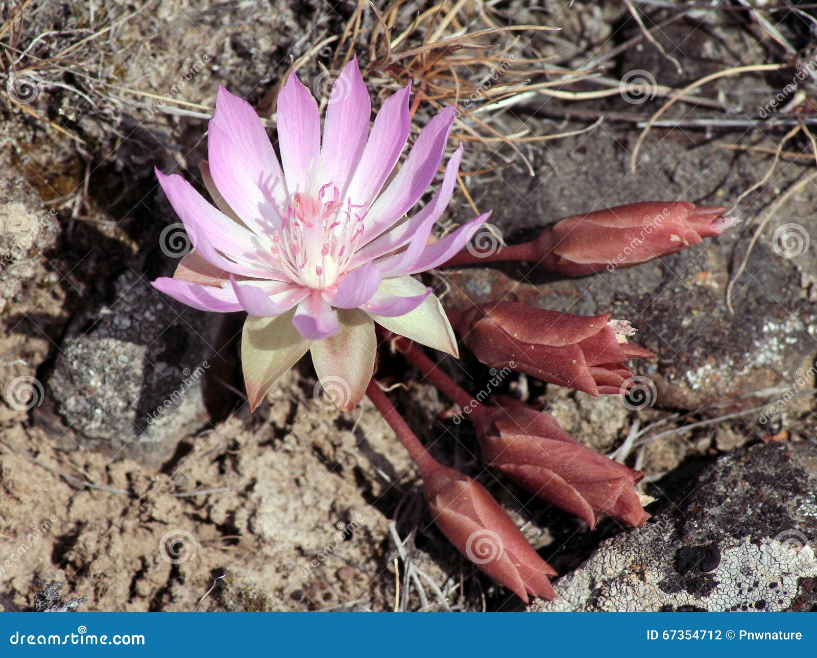 Bitterroot - Lewisia Rediviva Stock Photo - Image of eastern, nature ...