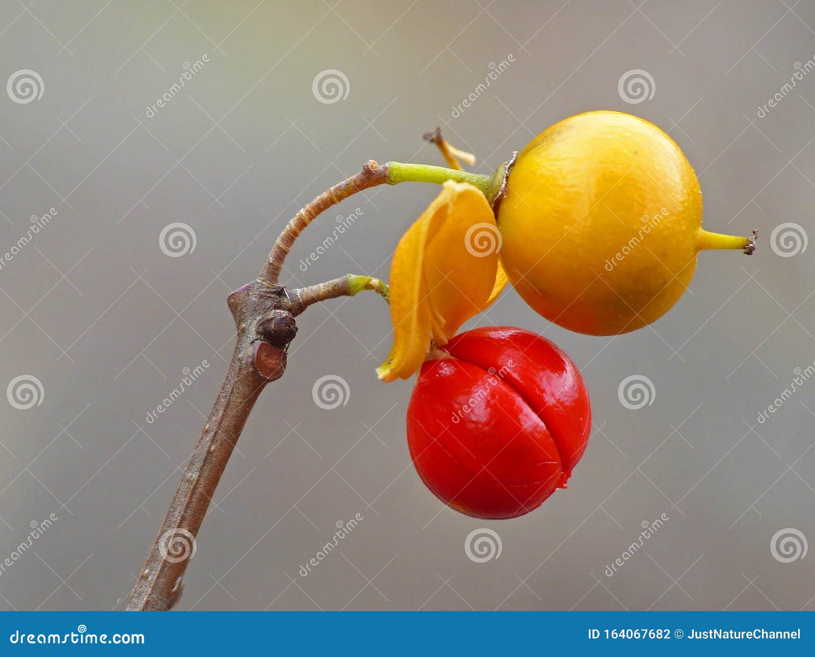 Bittersweet Berries 3 stock photo. Image of plant, meadow - 164067682