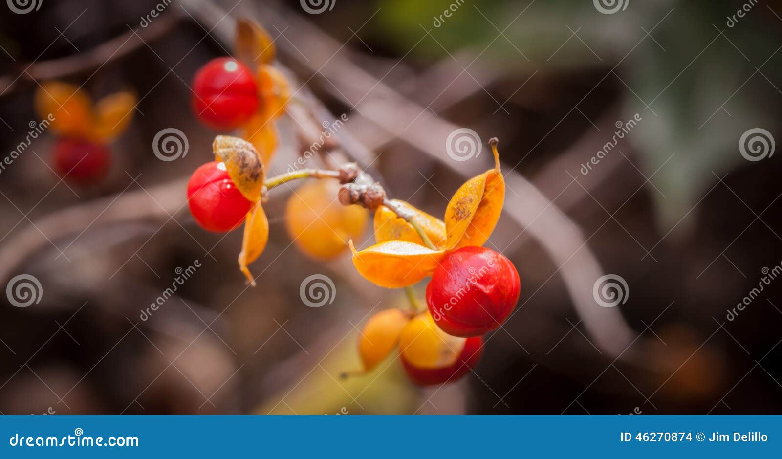 Bittersweet stock photo. Image of seed, orange, scandens - 46270874