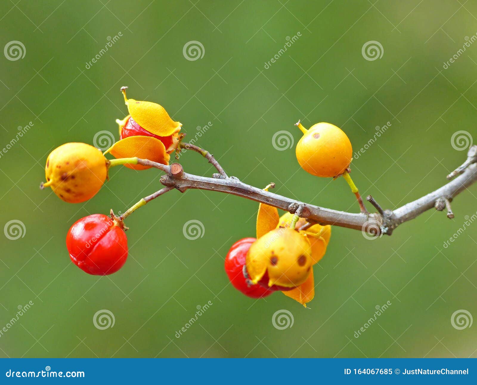 Bittersweet 1 stock image. Image of nature, macro, bokeh - 164067685