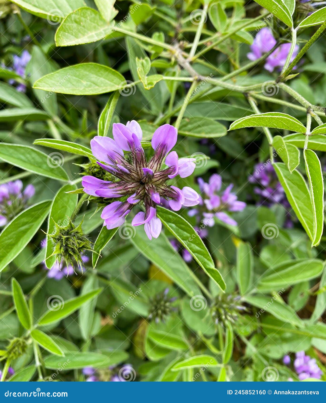 Bituminaria Bituminosa , Arabian Scurfpea, Scurvypea Stock Photo ...