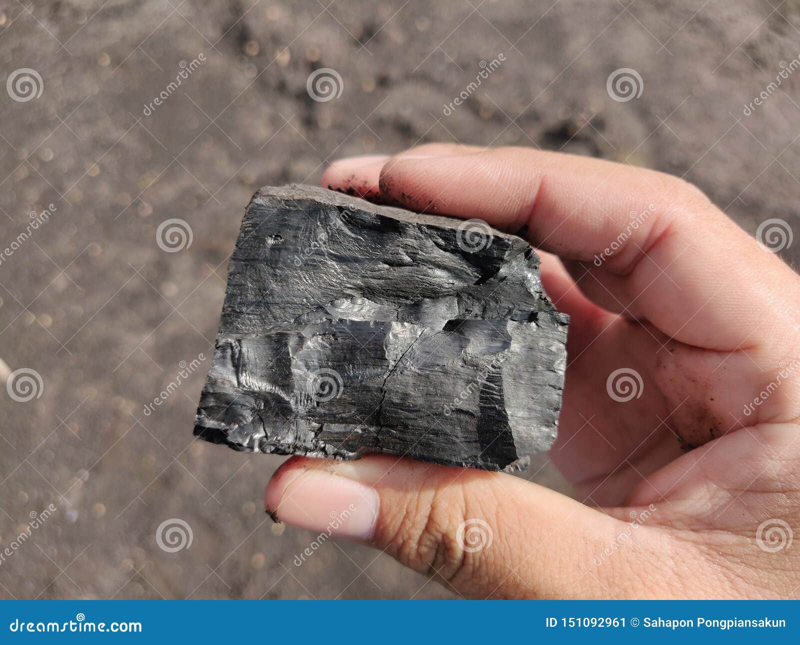 Bituminous - Anthracite Coal, High Grade Coal on Hand Stock Image ...