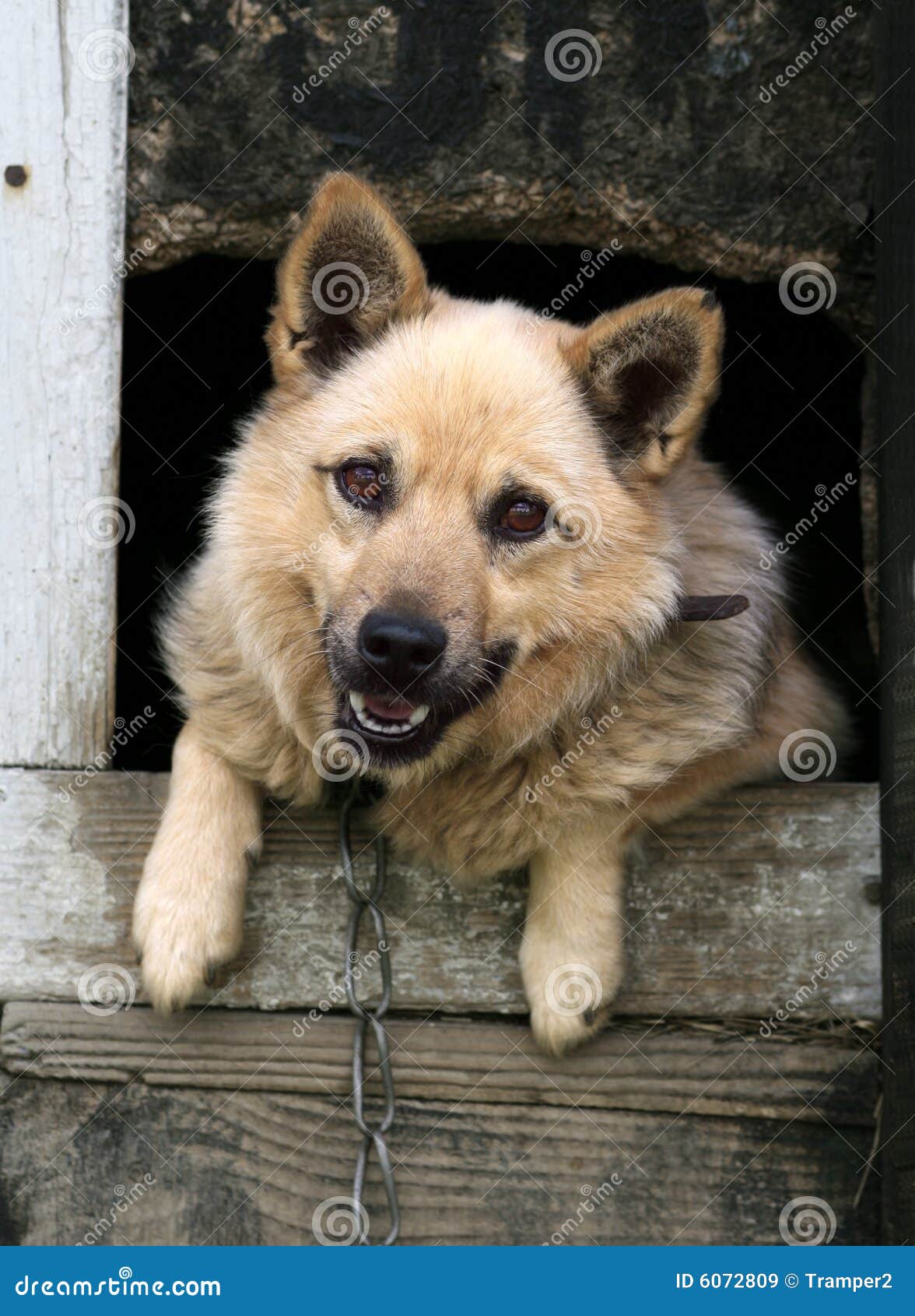 Bitzer dog stock image. Image of loyalty, house, chain - 6072809