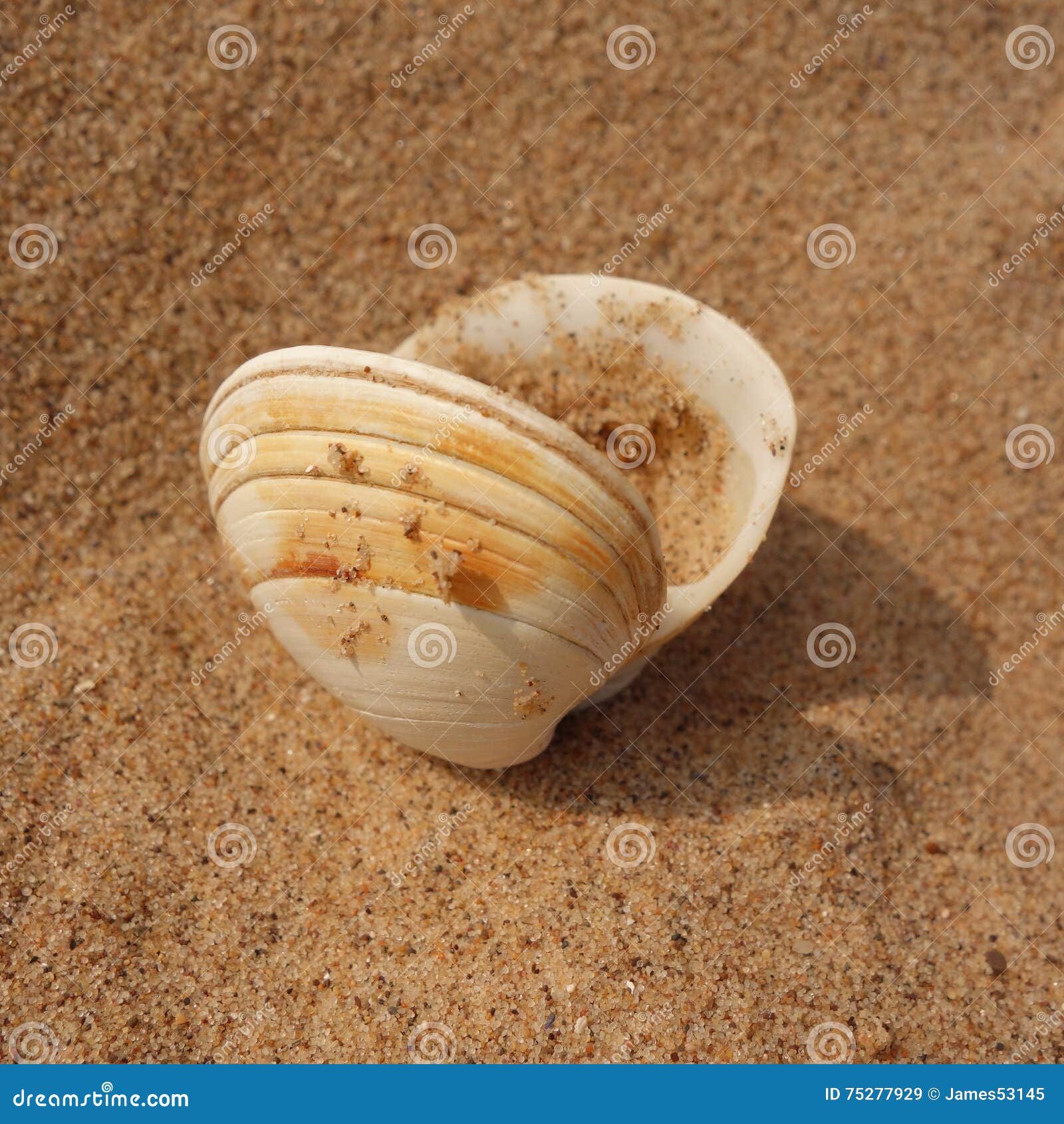 Bivalve Seashell stock image. Image of joined, seashell - 75277929