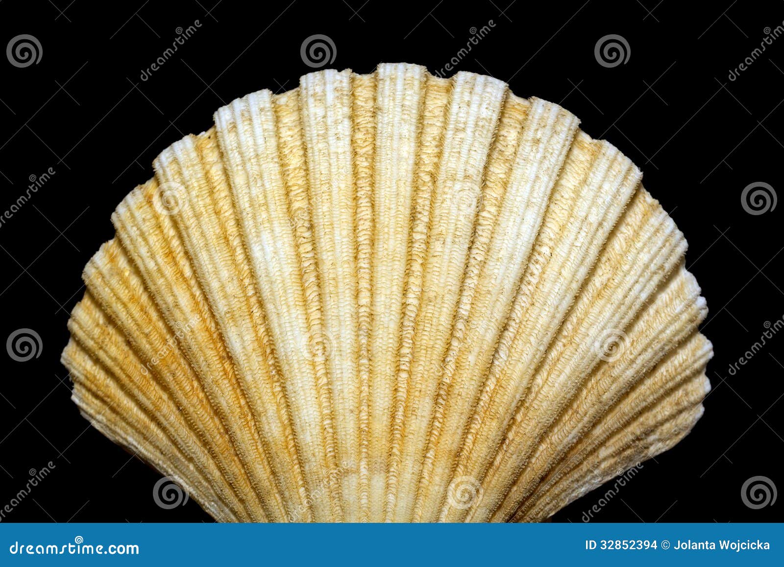 Bivalve Shell Isolated on Black Background Stock Photo - Image of ocean ...