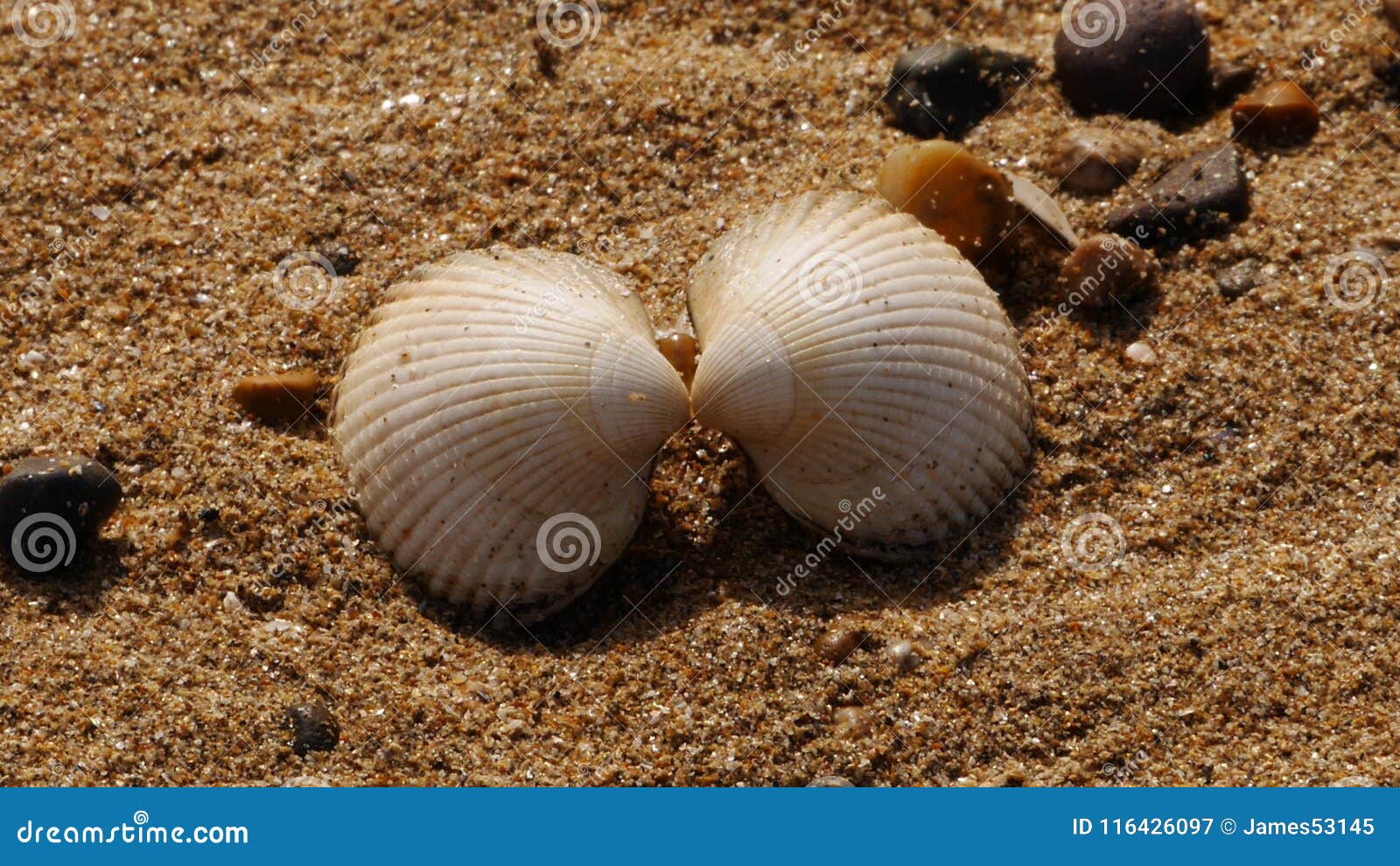 Bivalve Shells on Sandy Beach Stock Image - Image of seashells, shells ...