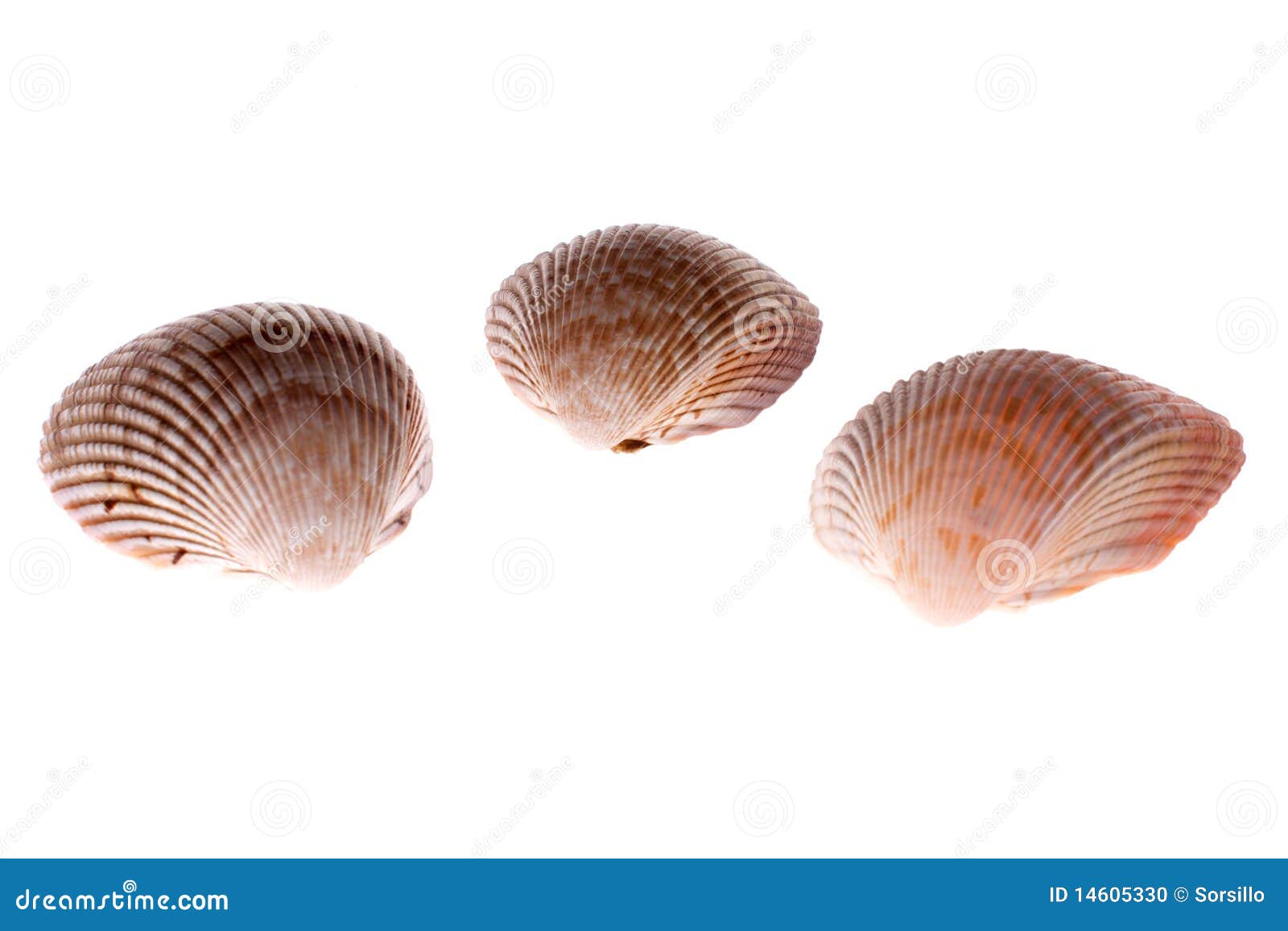 Bivalve shells on white stock photo. Image of cockle - 14605330