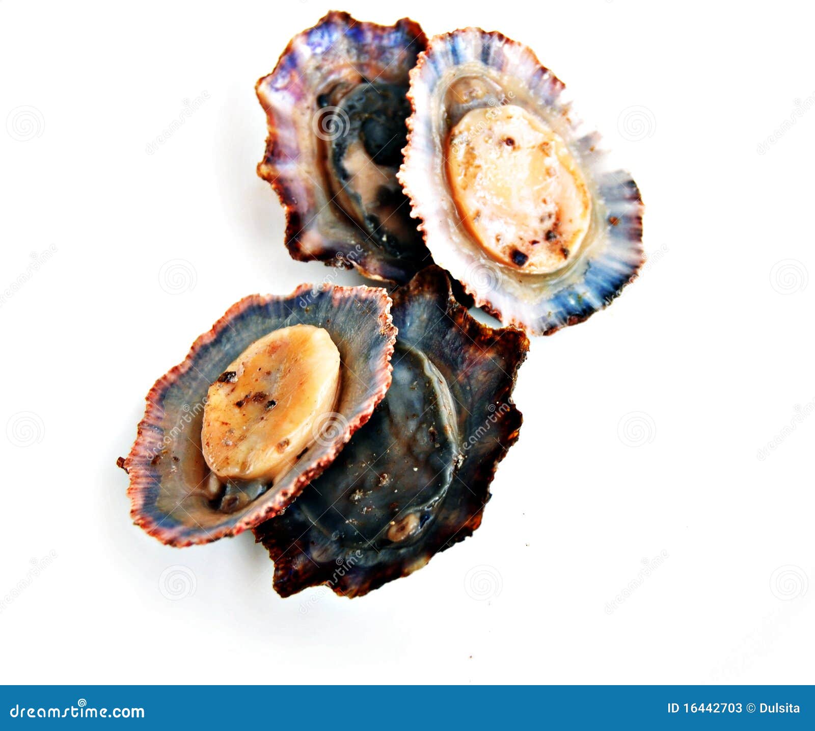 Bivalves image stock. Image du océan, marin, appétissant - 16442703