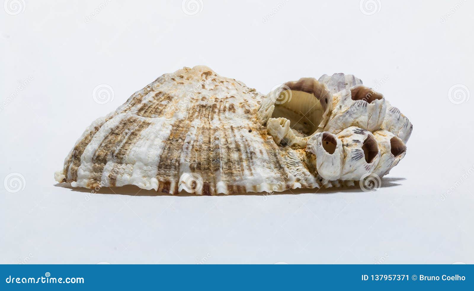 Bivalvia Shell On Sand Stone Rock On Isolated Background Stock Photo ...