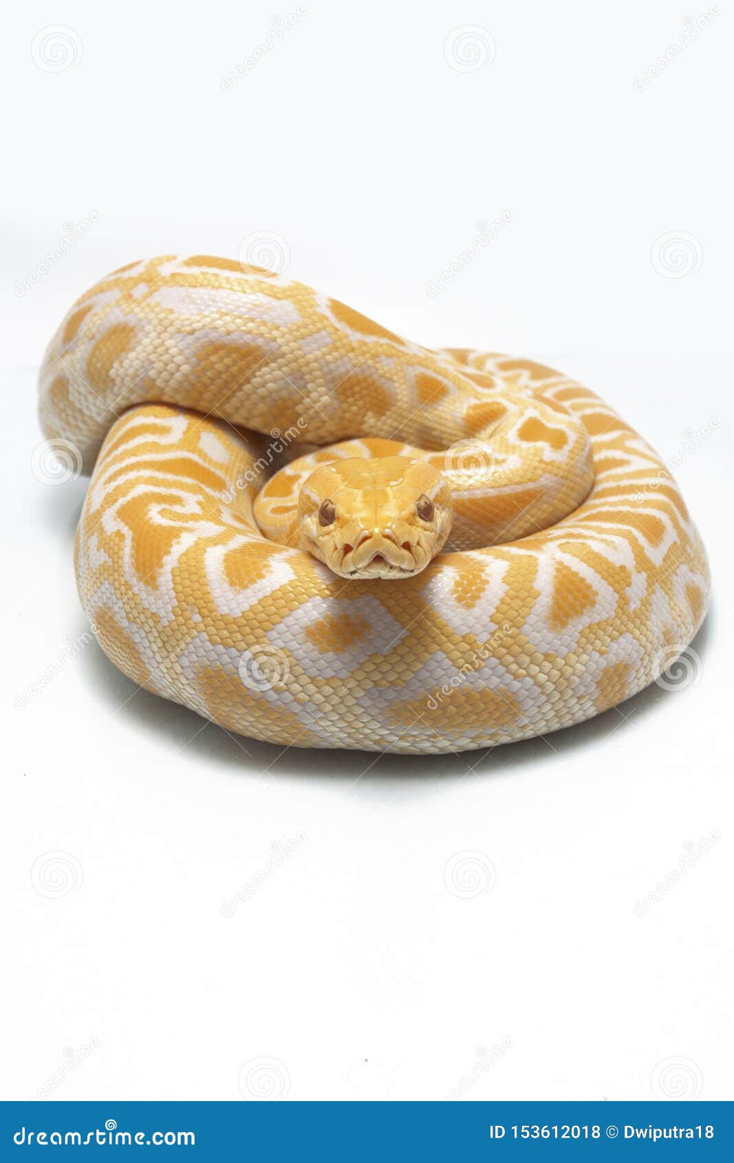 Bivittatus De Molurus D'Albino Burmese Python Python Photo stock ...