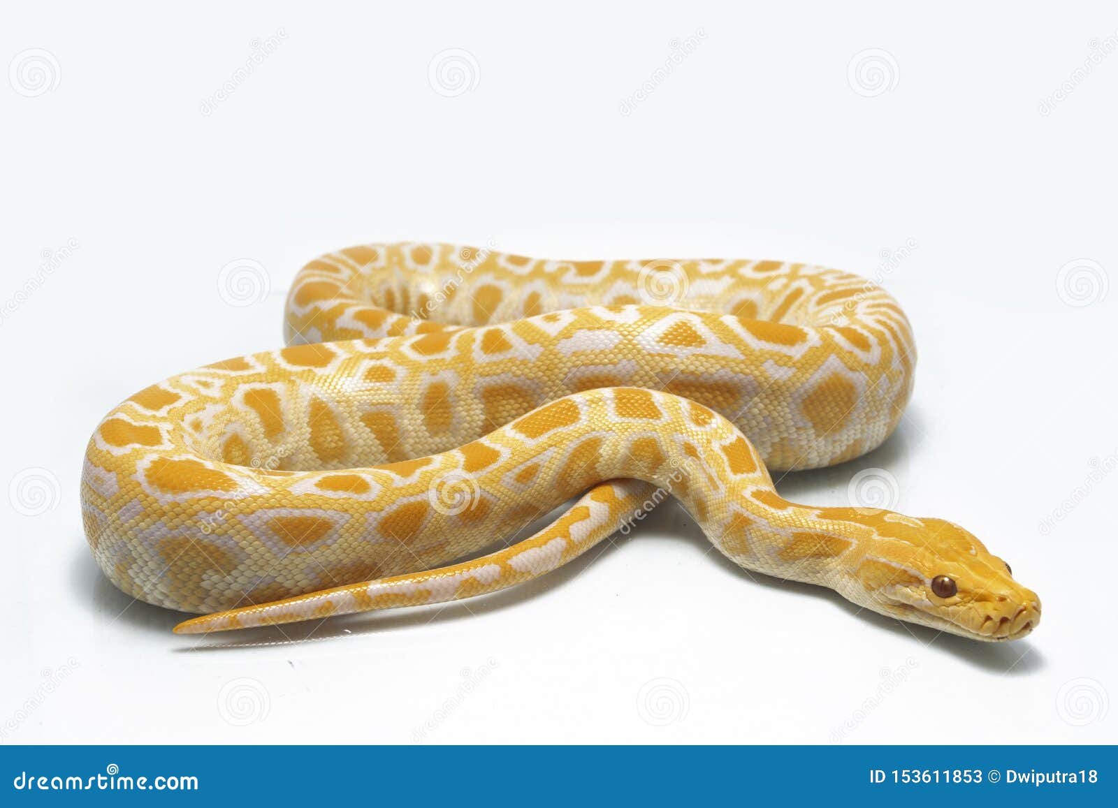 Bivittatus Del Molurus De Albino Burmese Python Python Imagen de ...
