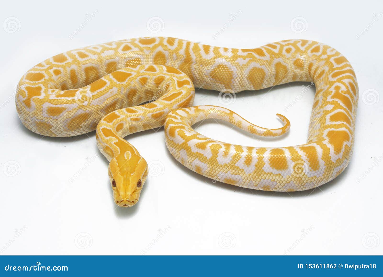 Bivittatus Del Molurus De Albino Burmese Python Python Foto de archivo ...