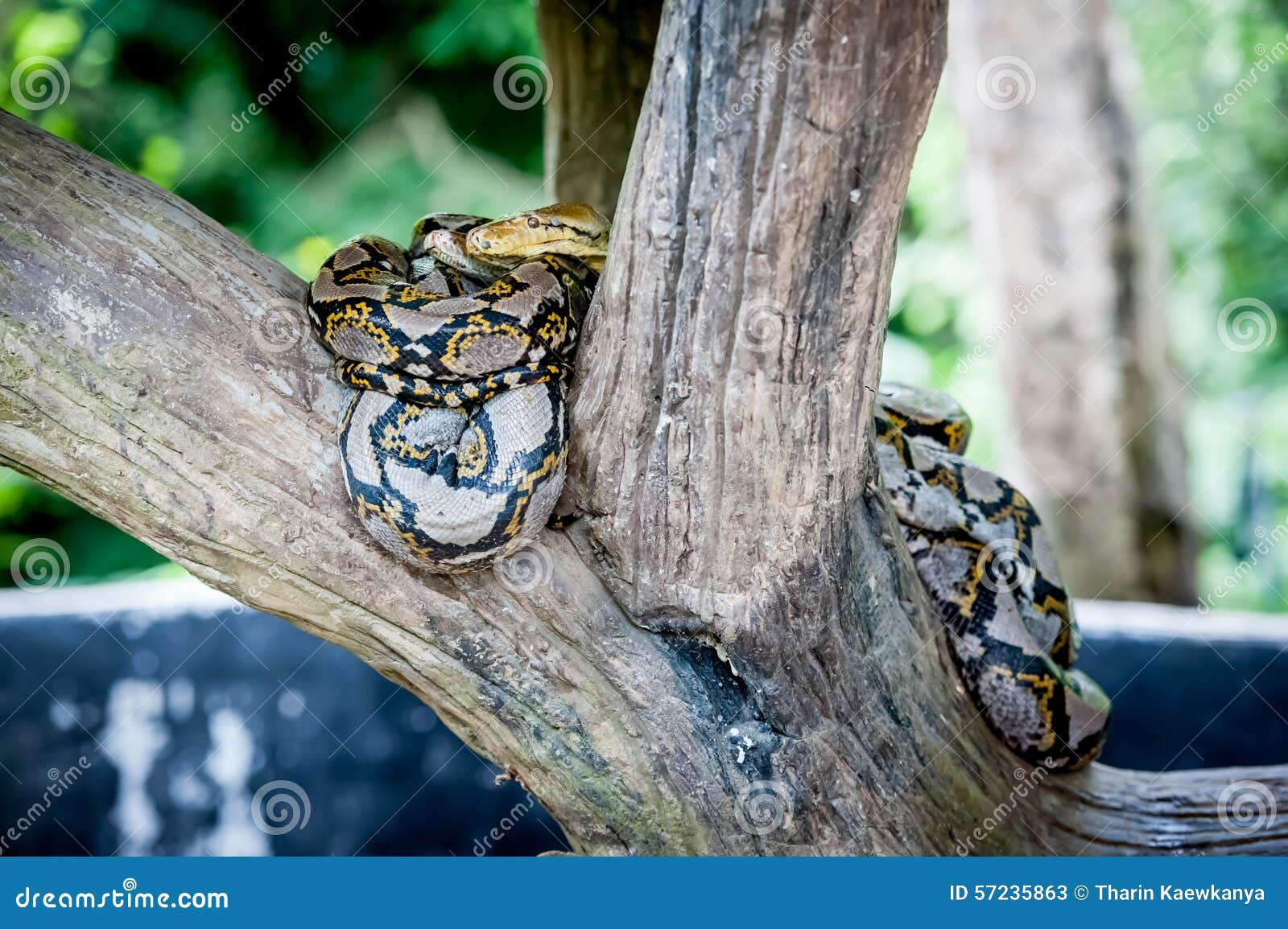 Bivittatus Del Molurus De Python Imagen de archivo - Imagen de mortal ...