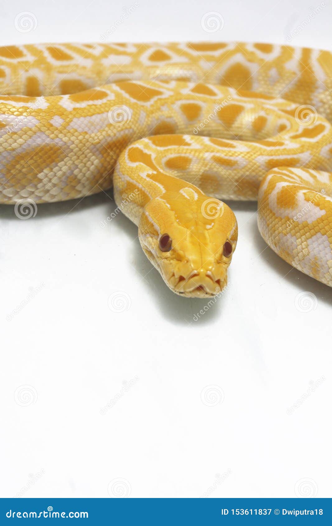 Bivittatus Do Molurus De Albino Burmese Python Python Imagem de Stock ...
