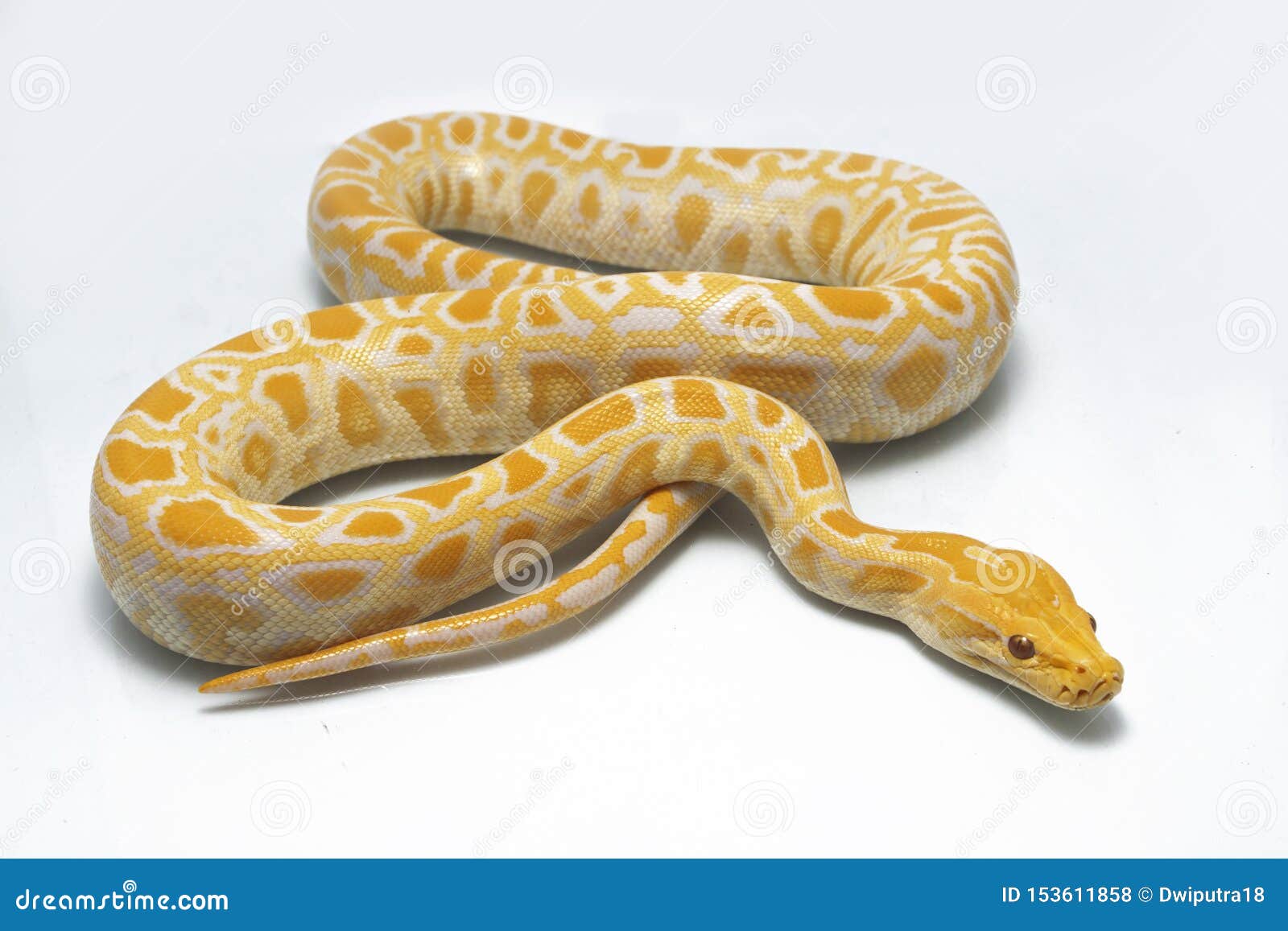 Bivittatus Do Molurus De Albino Burmese Python Python Foto de Stock ...