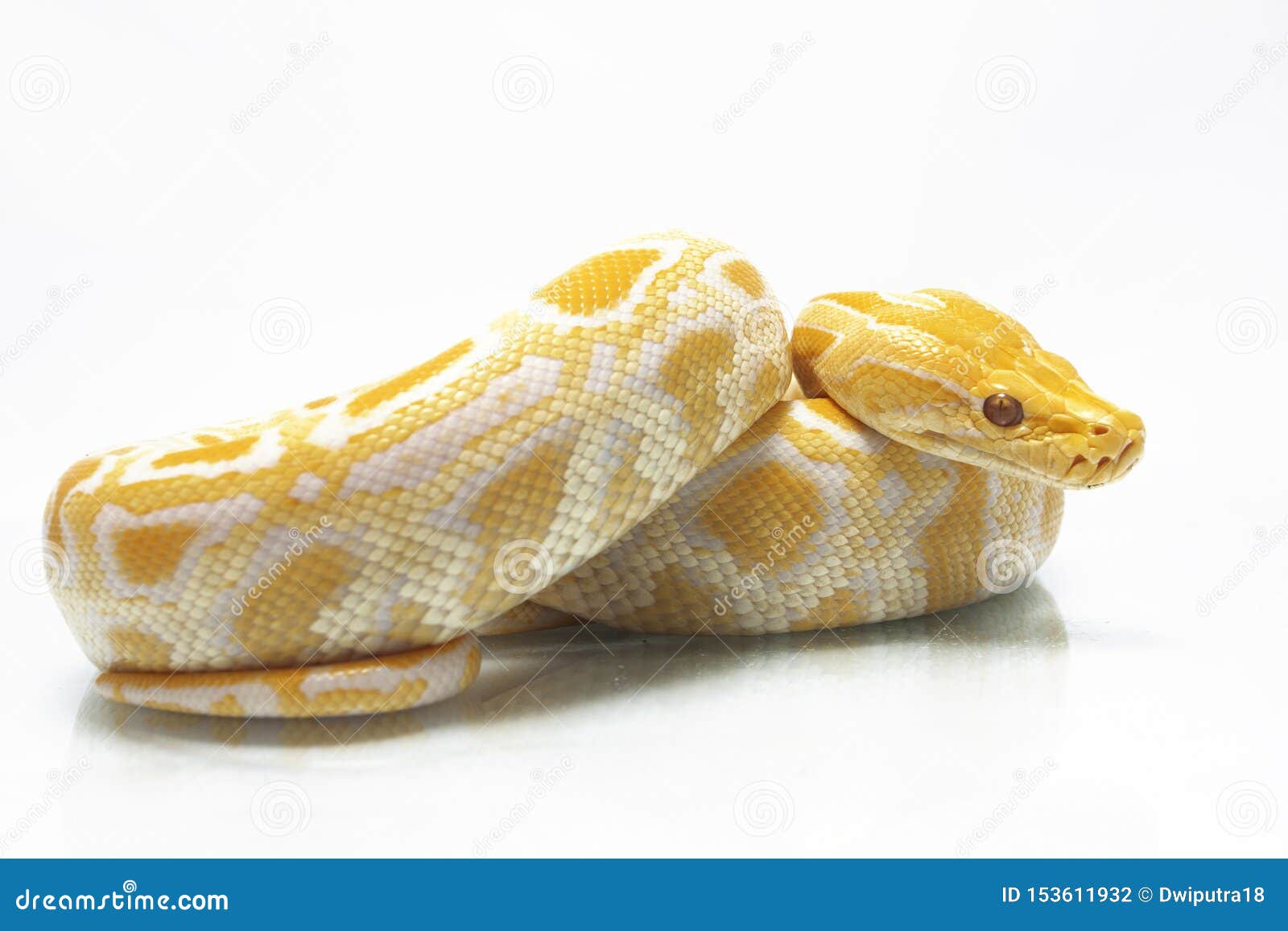 Bivittatus Do Molurus De Albino Burmese Python Python Foto de Stock ...