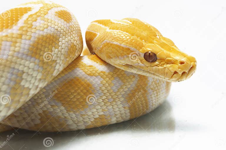 Bivittatus Do Molurus De Albino Burmese Python Python Foto de Stock ...