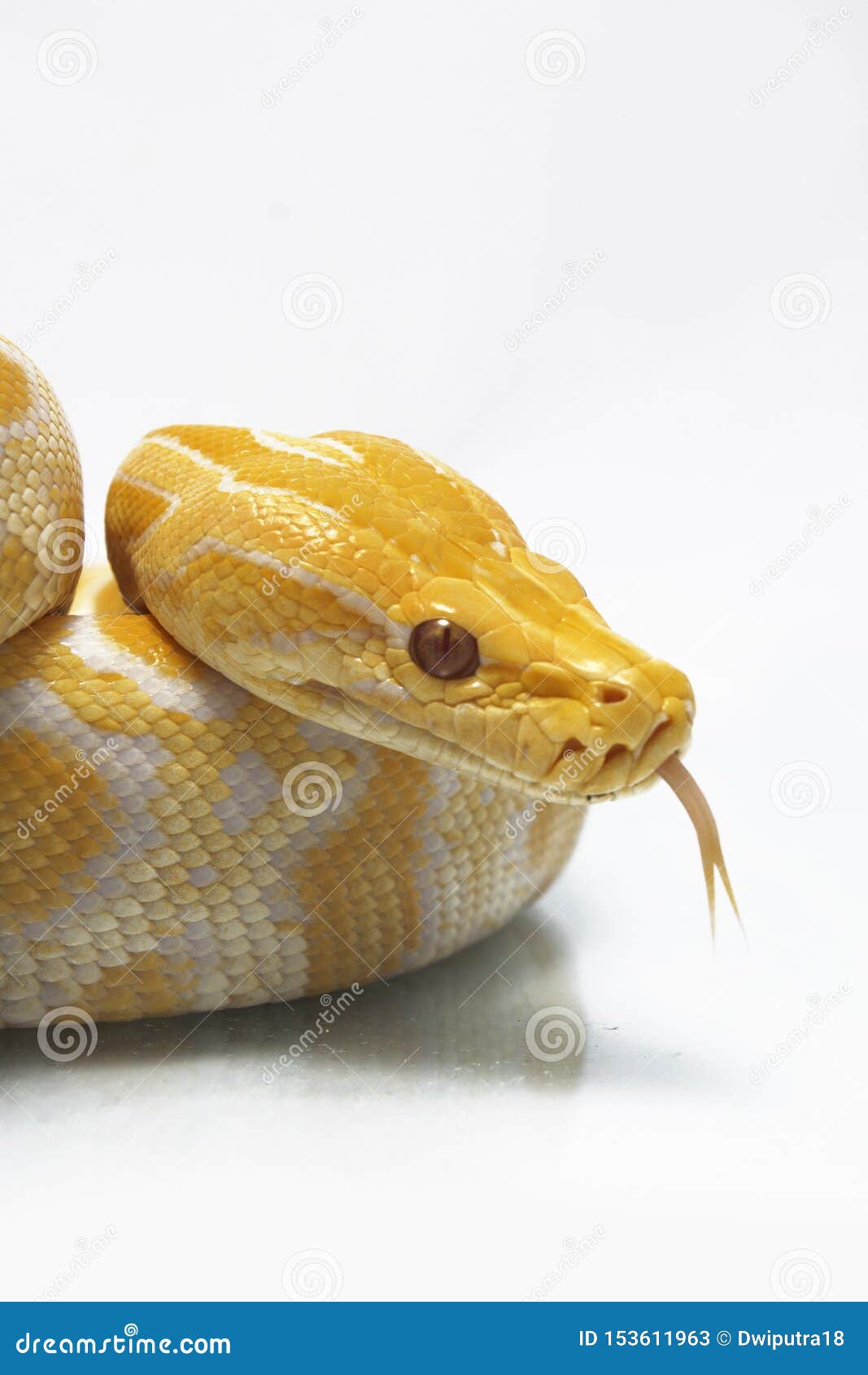 Bivittatus Do Molurus De Albino Burmese Python Python Imagem de Stock ...