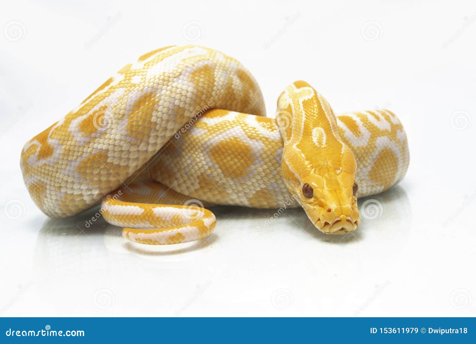 Bivittatus Do Molurus De Albino Burmese Python Python Imagem de Stock ...