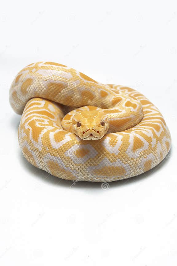 Bivittatus Do Molurus De Albino Burmese Python Python Foto de Stock ...