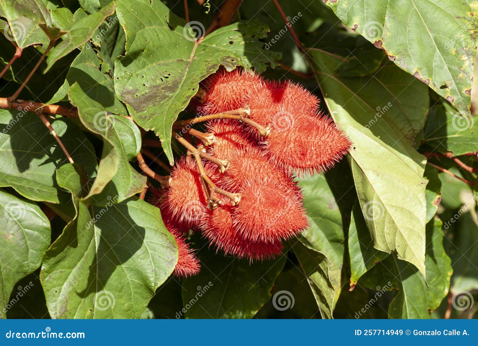 Bixa Orellana - Annatto Bush Loaded and Ready for Harvest Stock Image ...